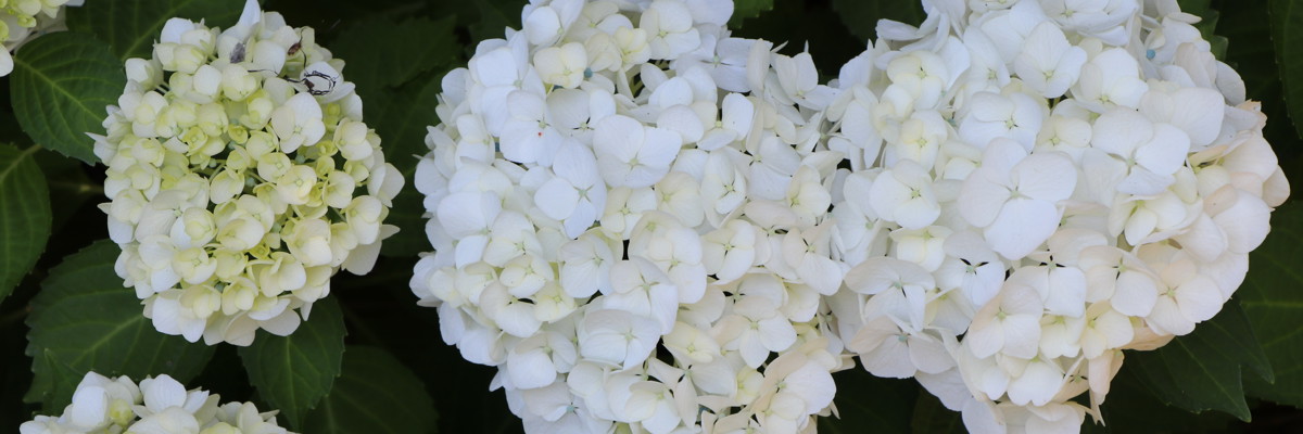 Hydrangea 'Princess Juliana'