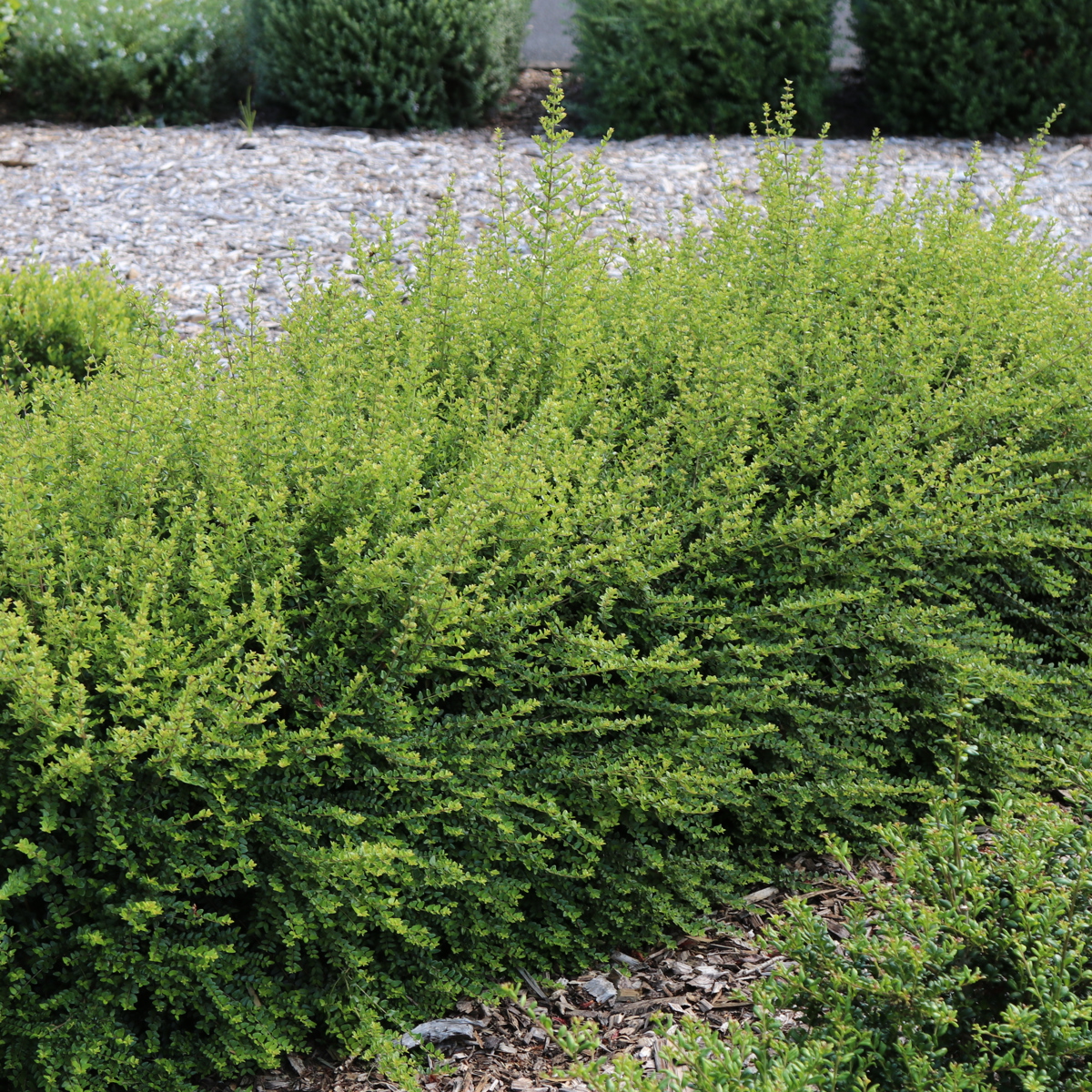 Hedging