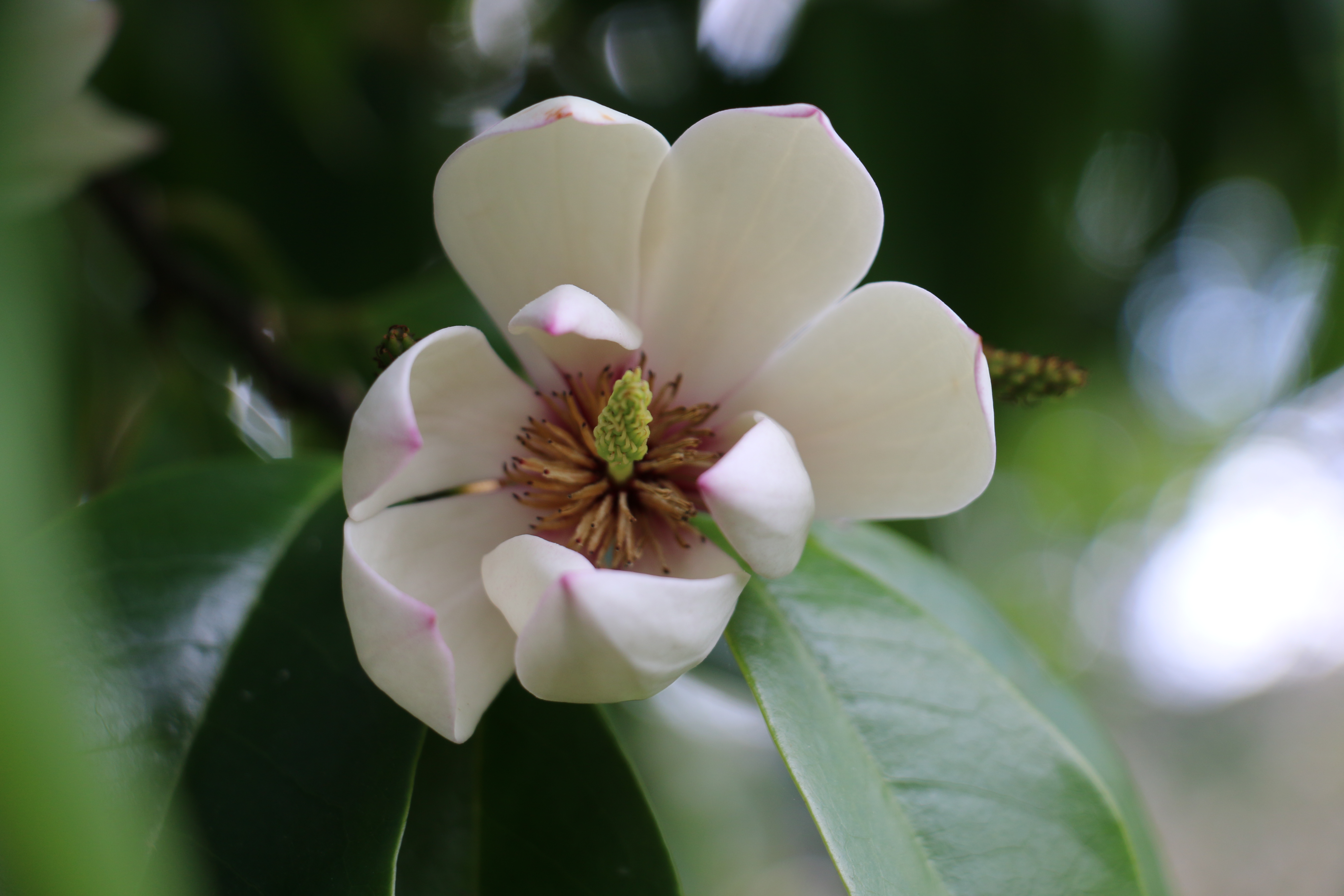 Magnolia 'Bubbles'
