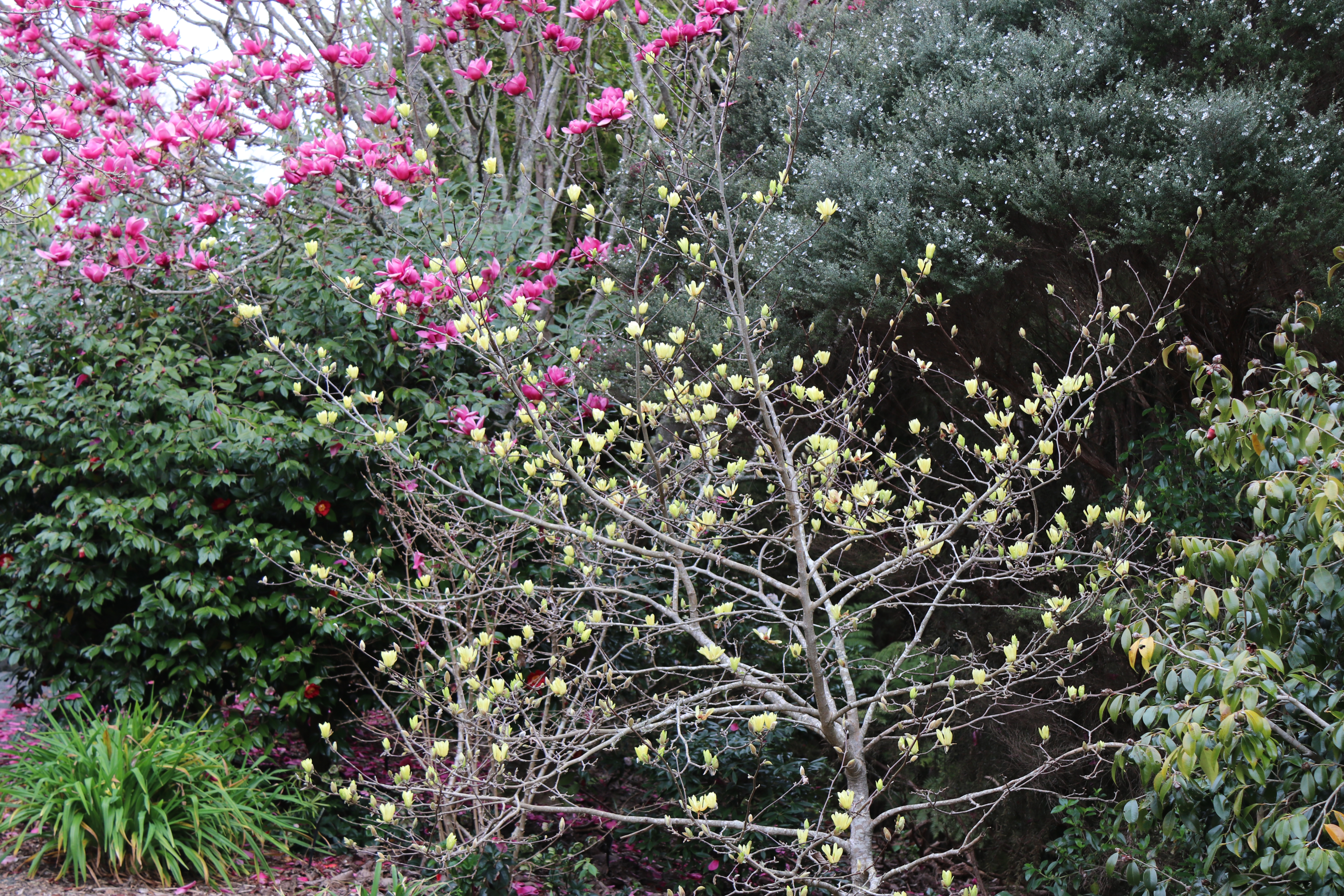 Magnolia 'Butterflies'
