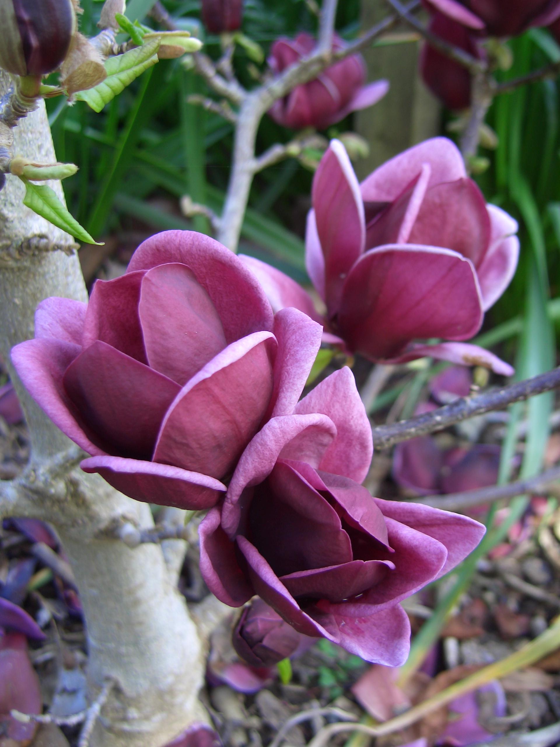 Magnolia 'Genie'