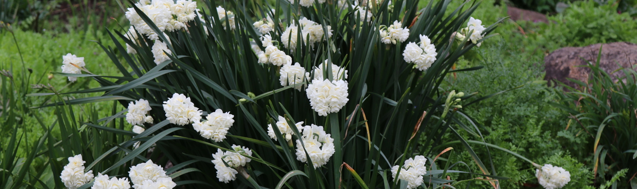 Narcissus 'Erlicheer'