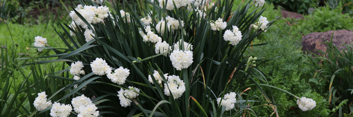 Narcissus 'Erlicheer'