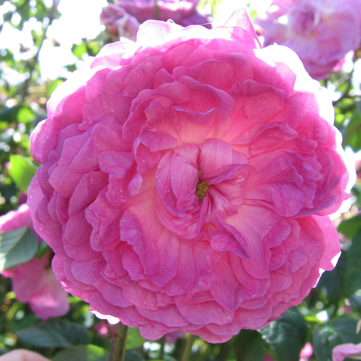 Cottage Garden