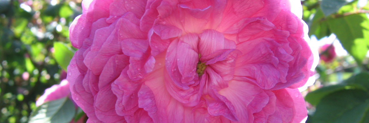 Rosa 'Anaïs Ségalas'