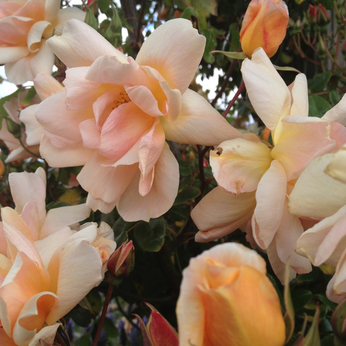 Roses