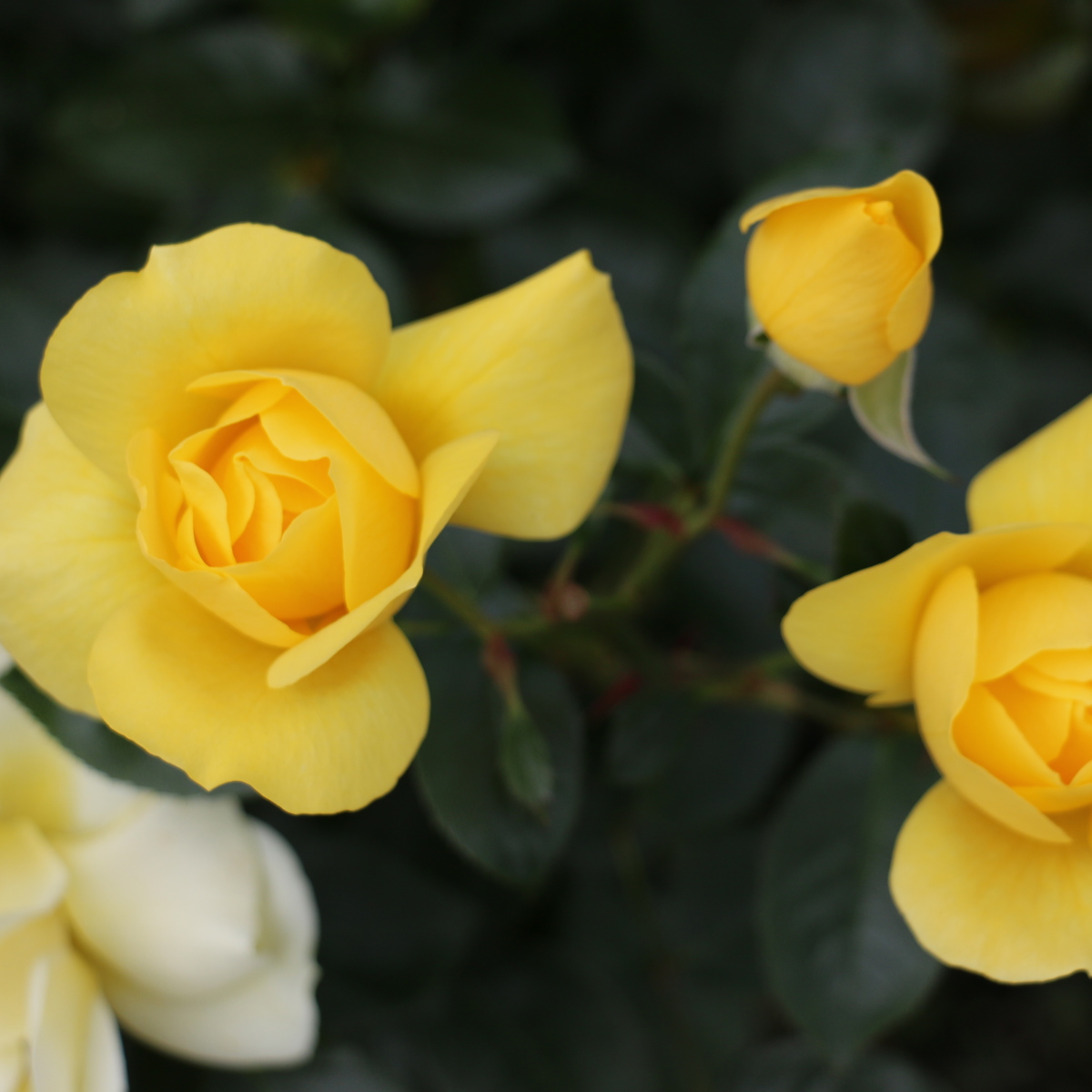 Cottage Garden