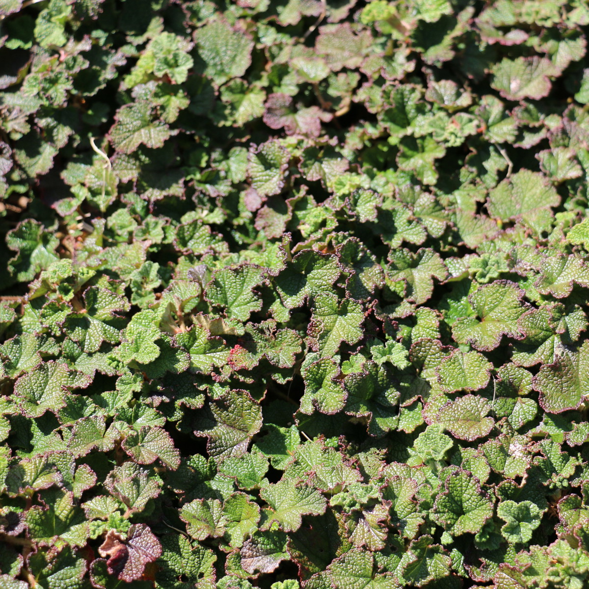 Perennials
