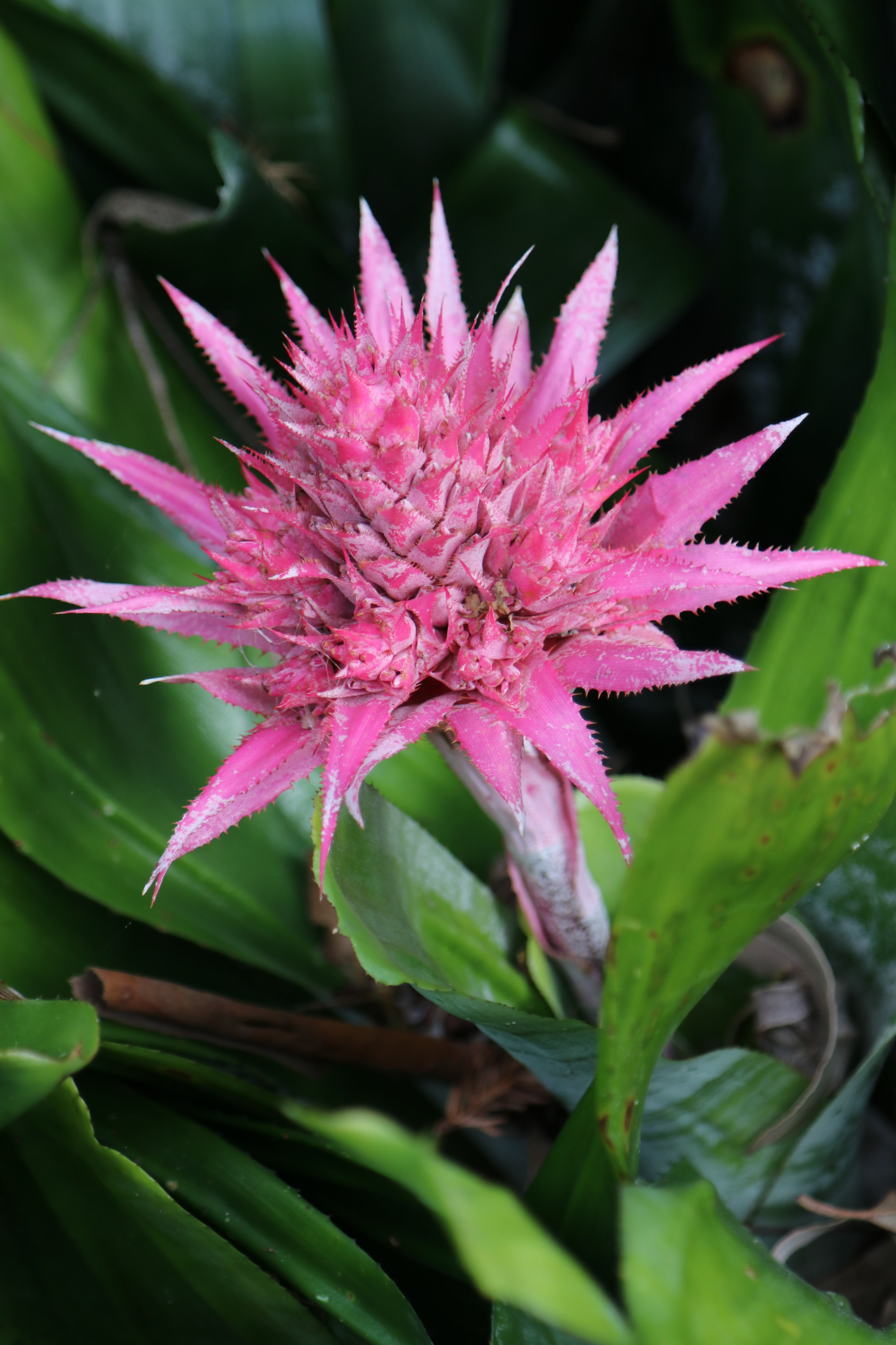 Aechmea fasciata