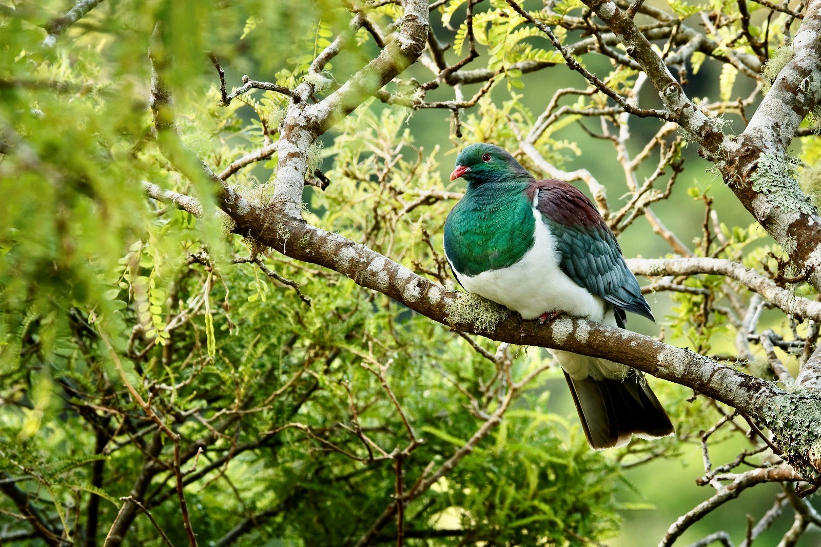 Kererū explorer - fun and craft | Auckland Botanic Gardens