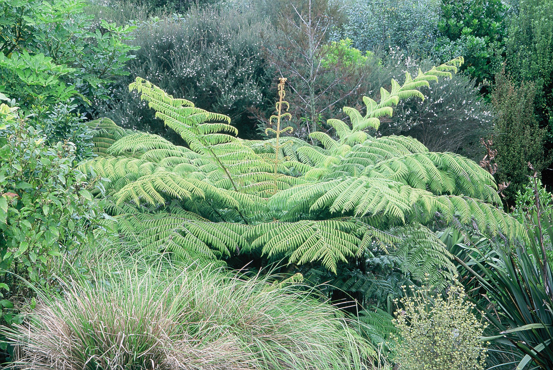 Cyathea dealbata