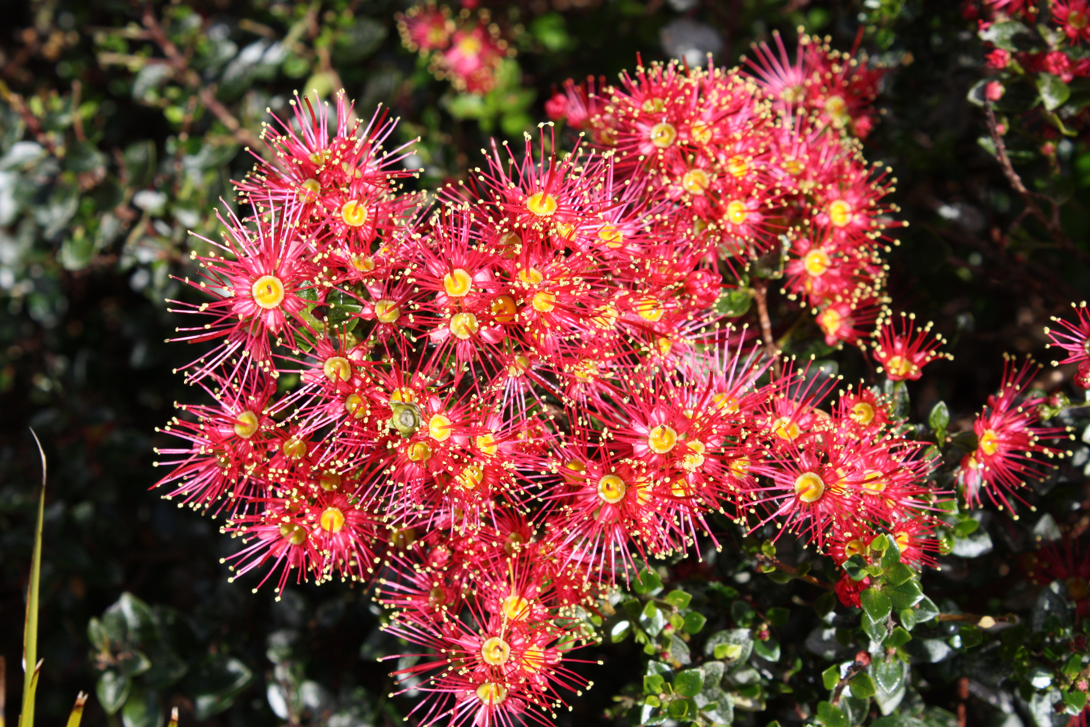 Metrosideros carminea