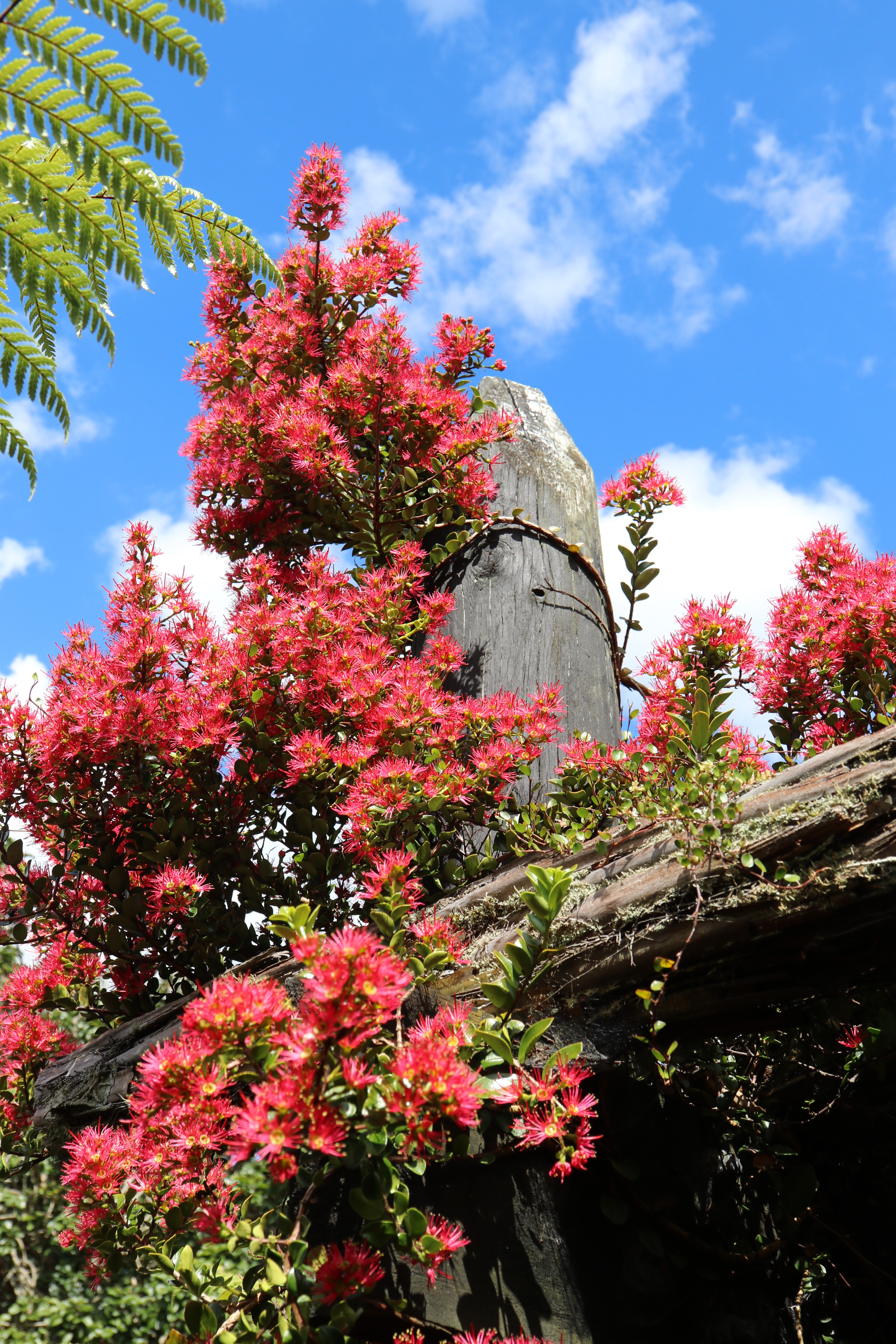 Metrosideros carminea