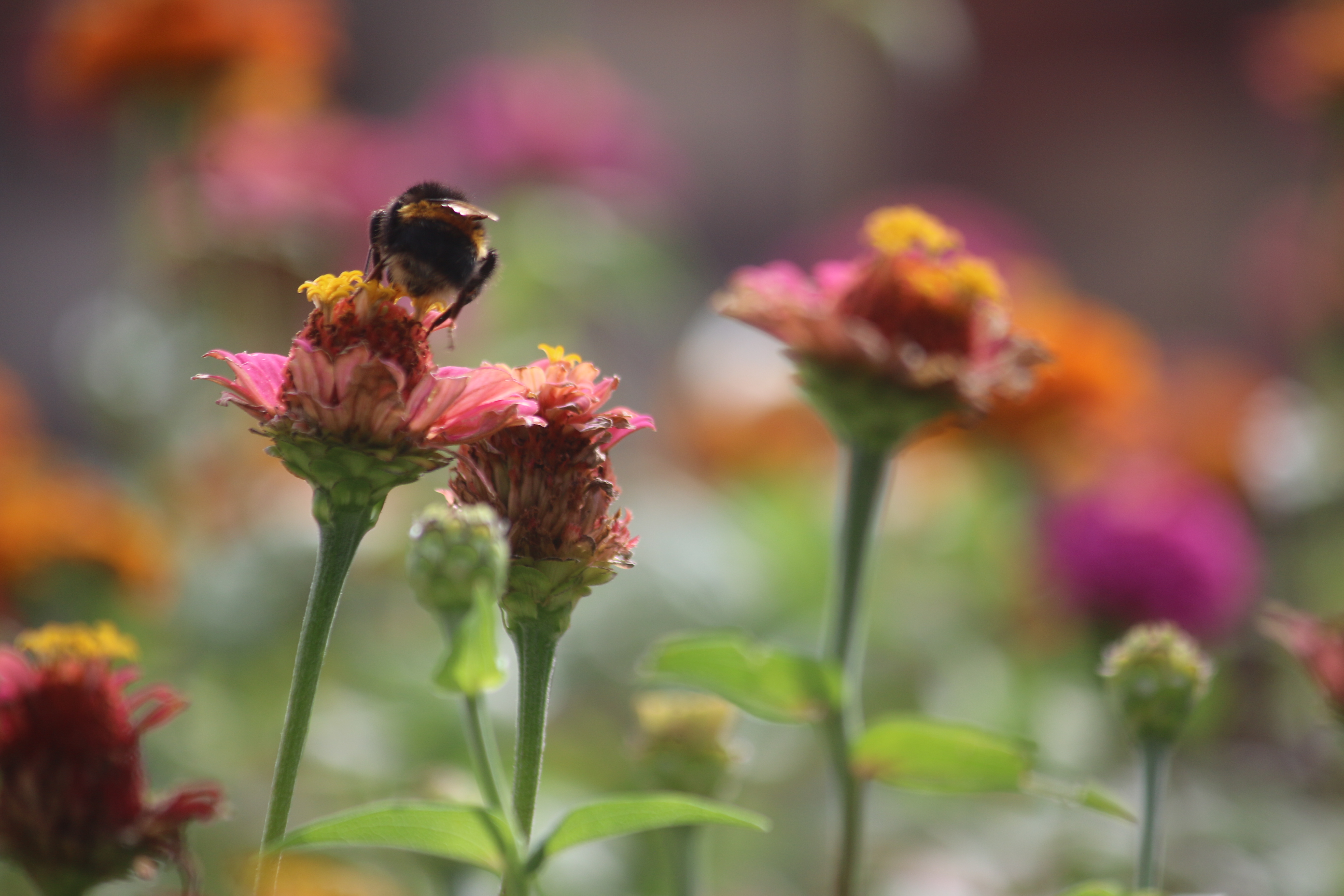Learn about bumblebees | Auckland Botanic Gardens