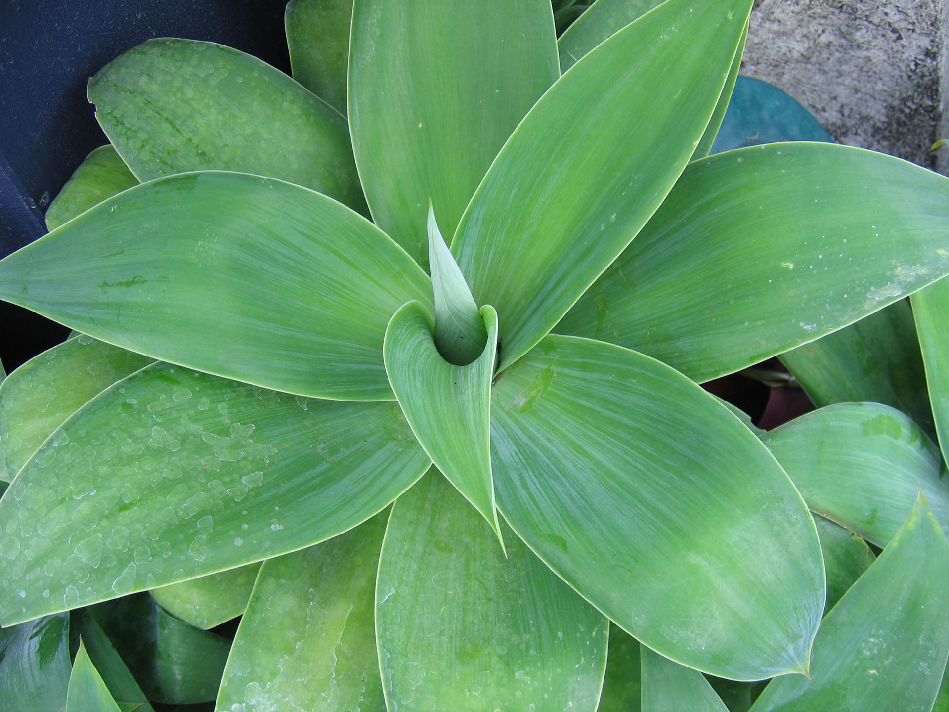 Agave attenuata