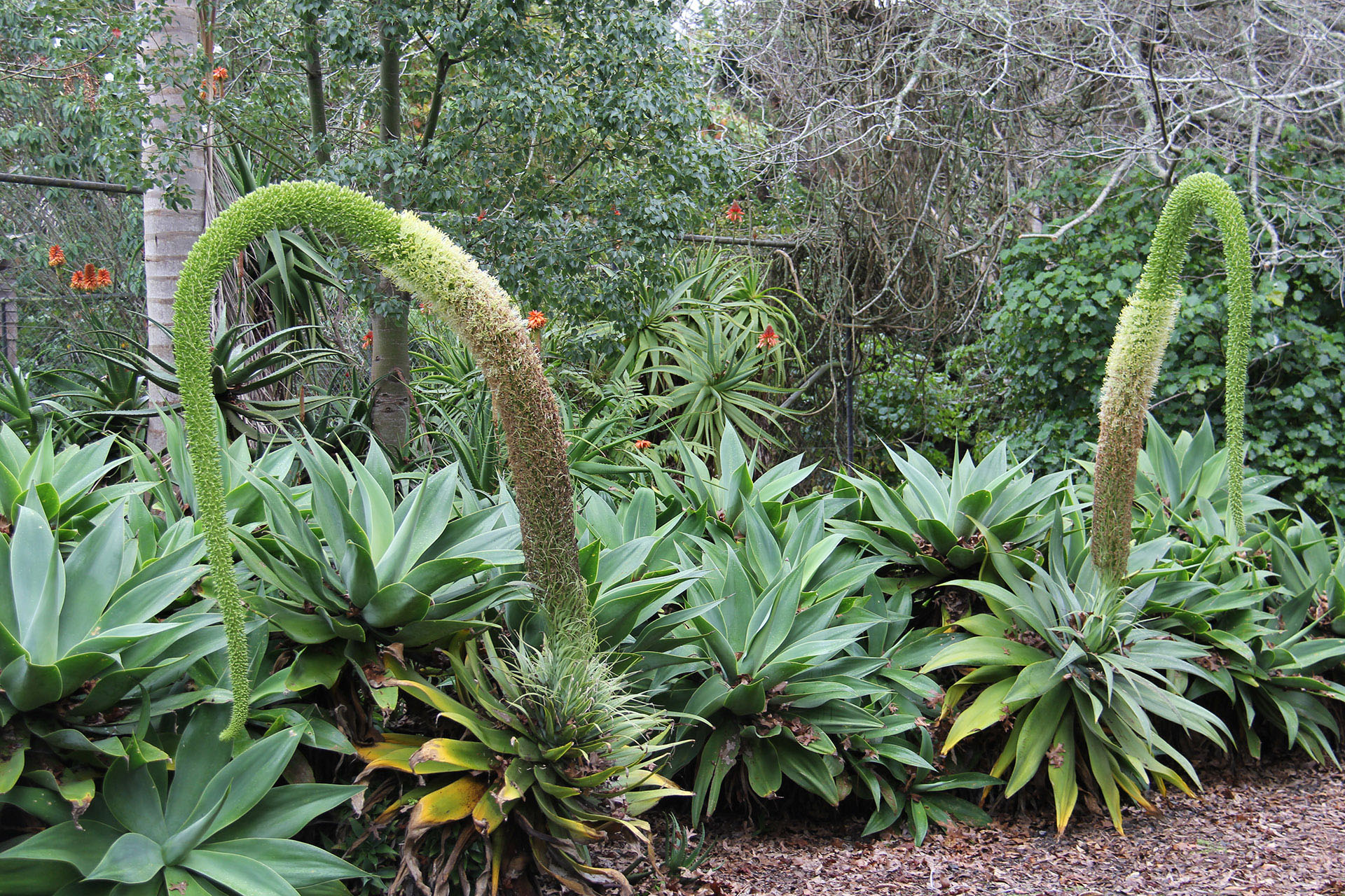 Agave attenuata