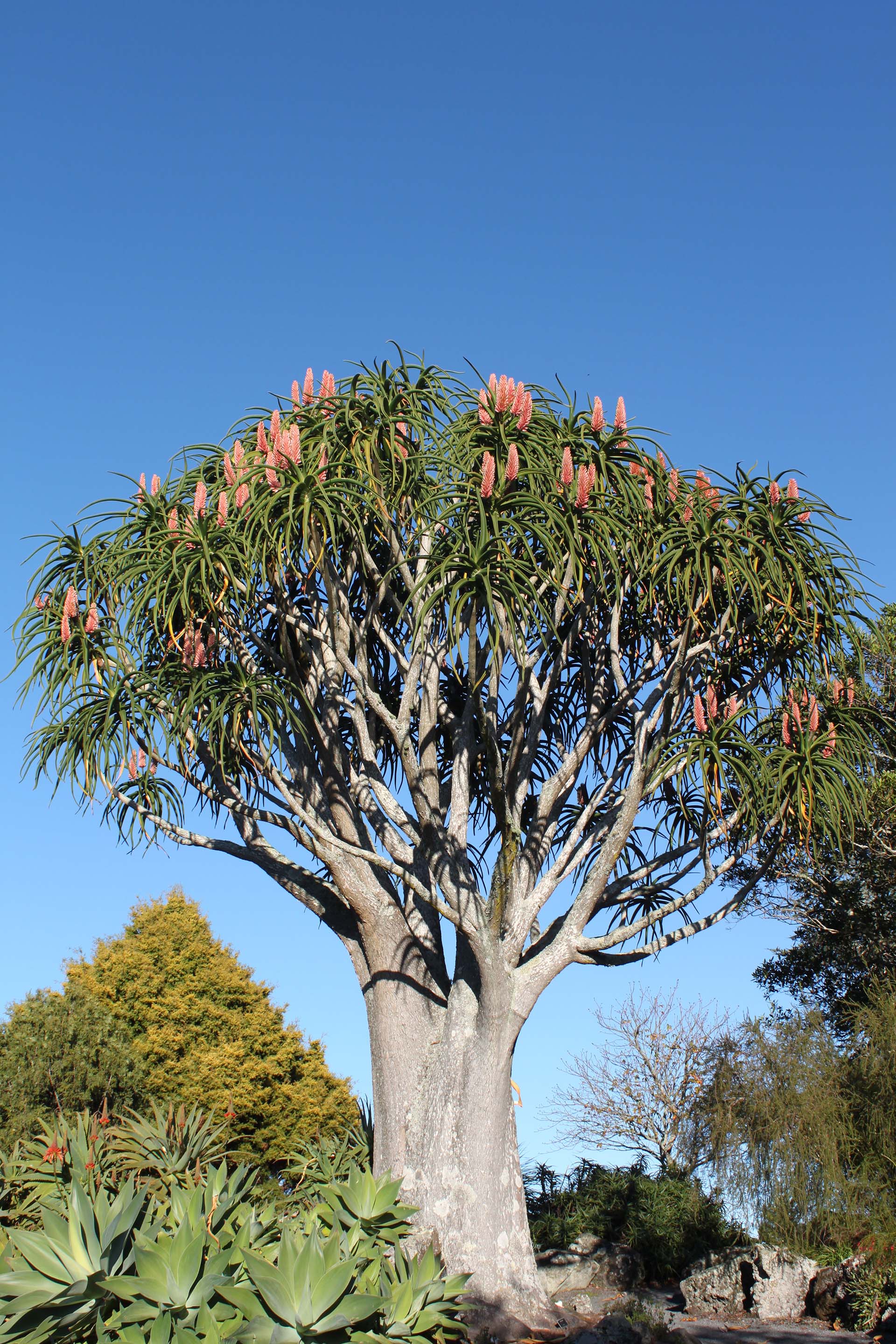 Aloe barberae