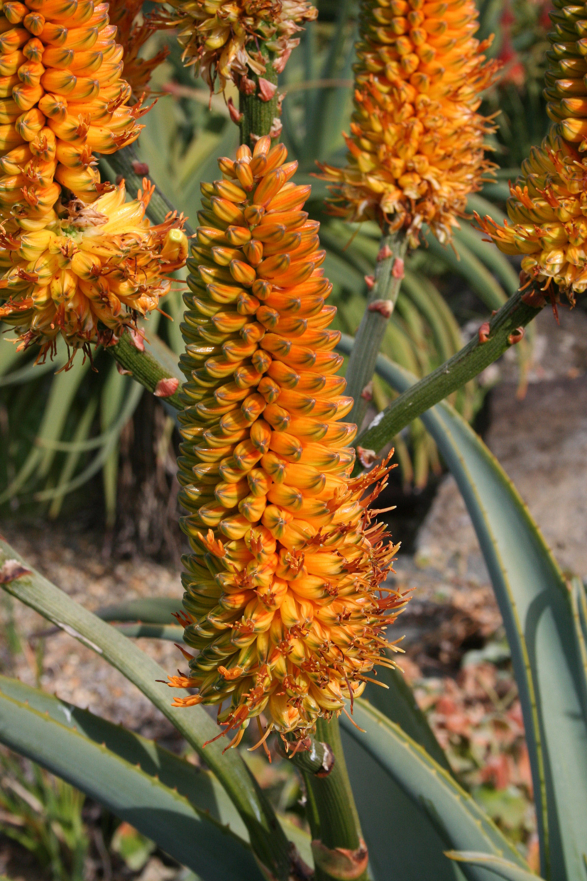 Aloe thraskii