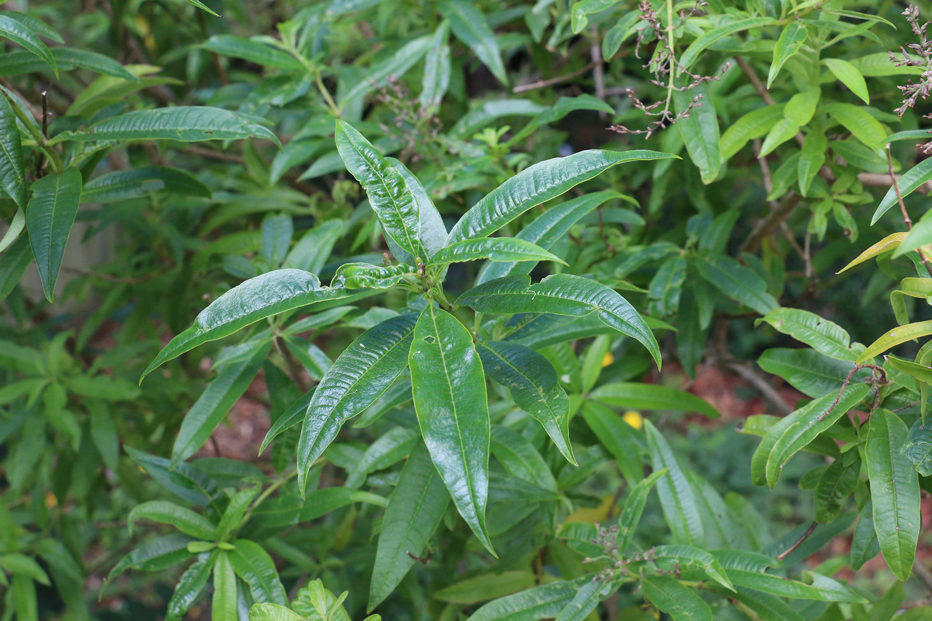 Aloysia triphylla