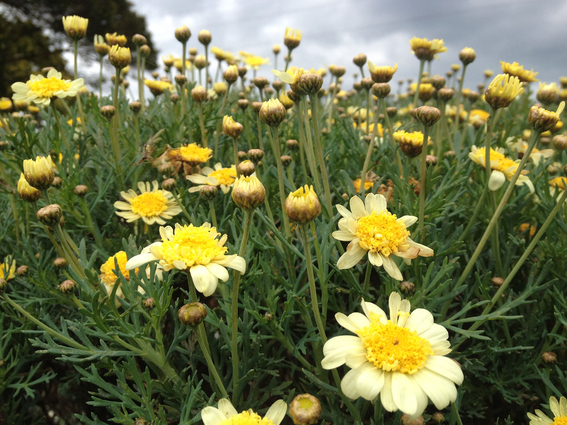 Argyranthemum frutescens 'Sulemio' Federation Daisy