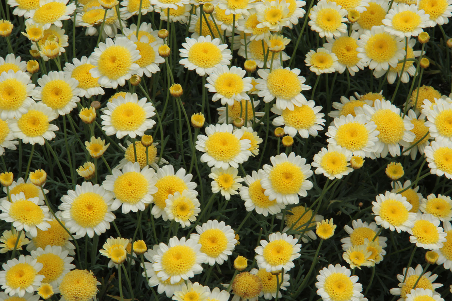 Argyranthemum frutescens 'Sulemio' Federation Daisy