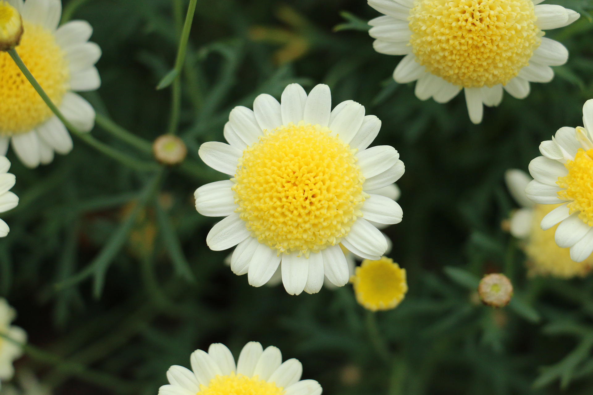 Argyranthemum frutescens 'Sulemio' Federation Daisy