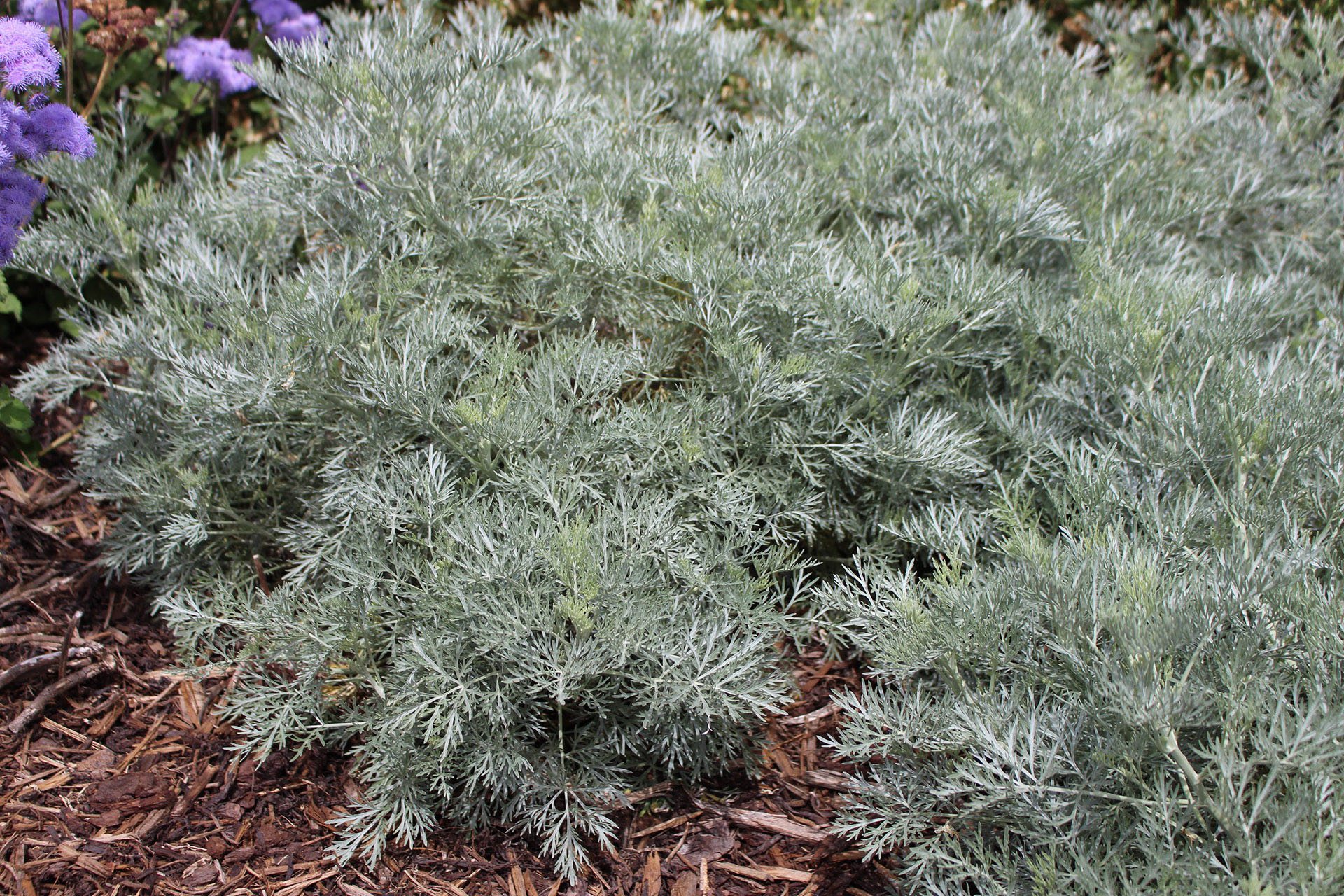 Artemisia 'Powis Castle'
