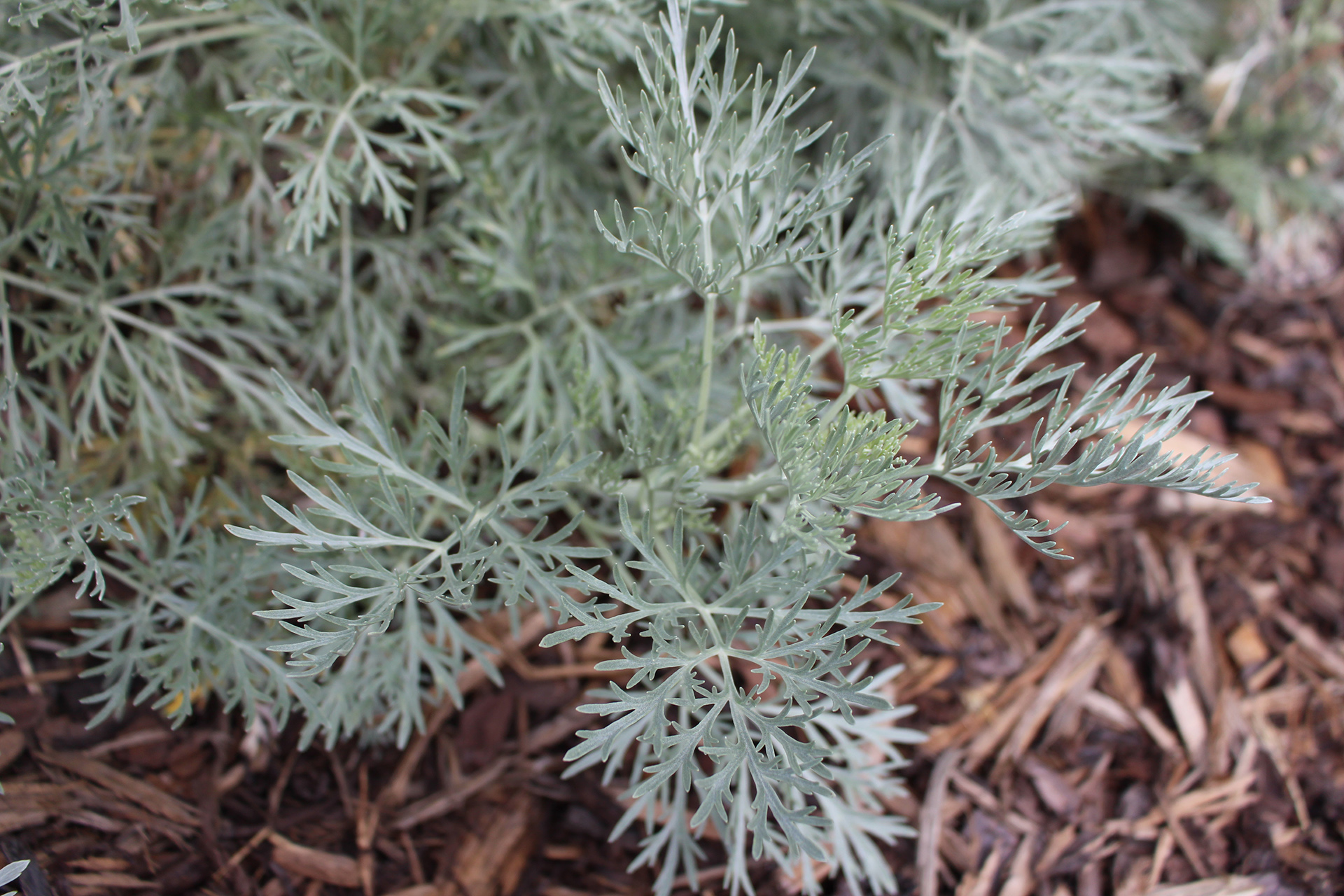 Artemisia 'Powis Castle'