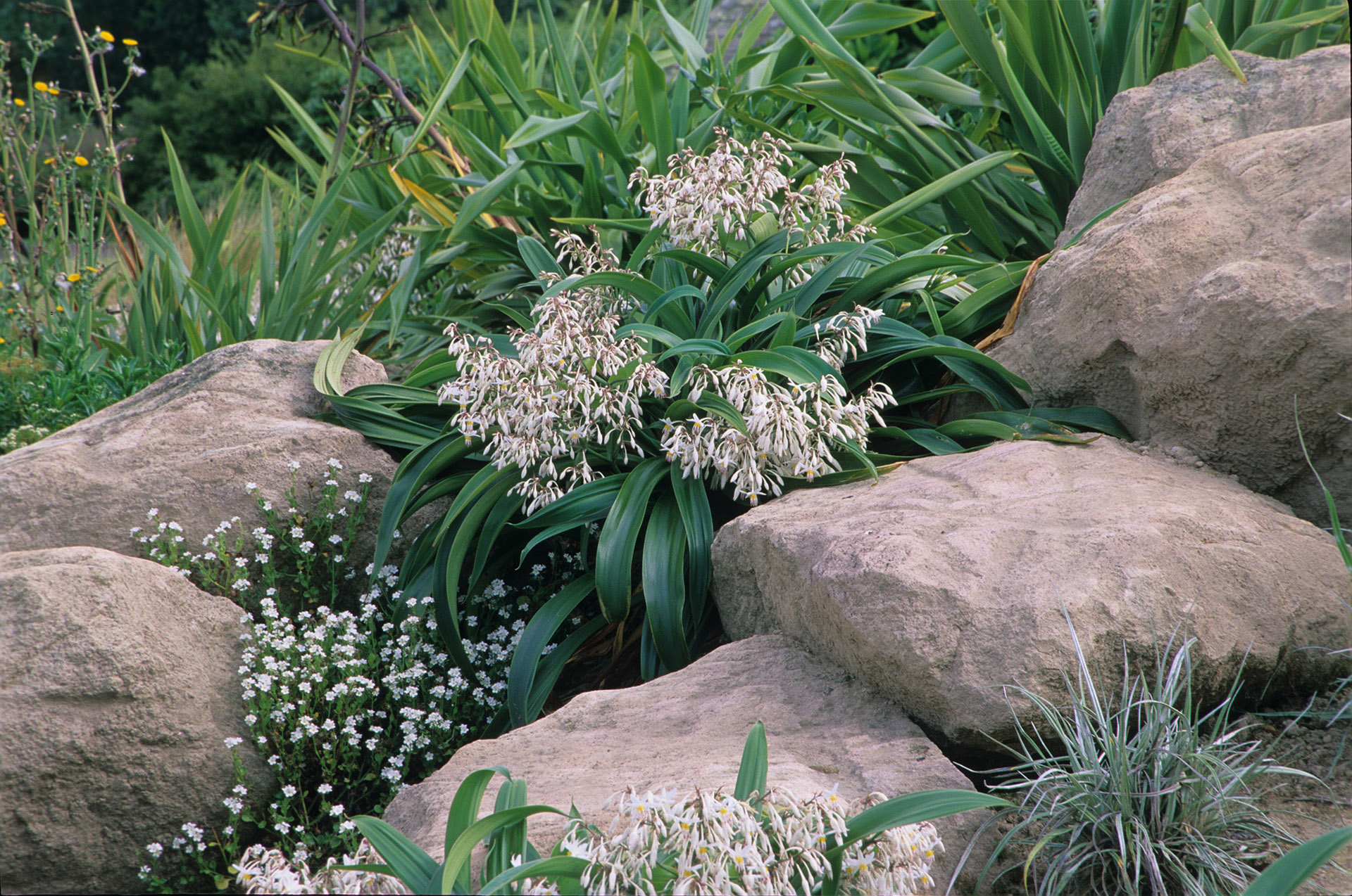 Arthropodium cirratum