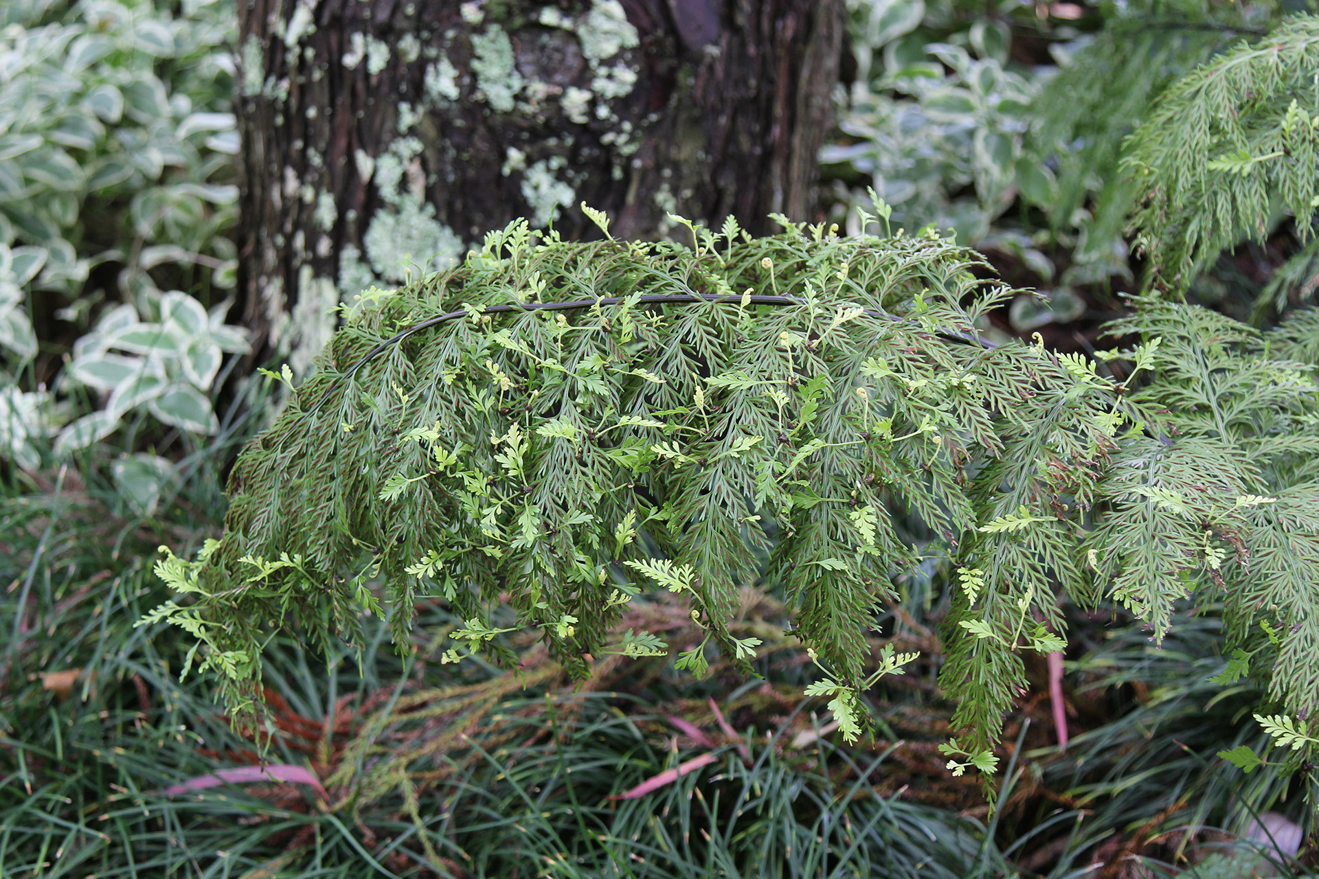 Asplenium bulbiferum