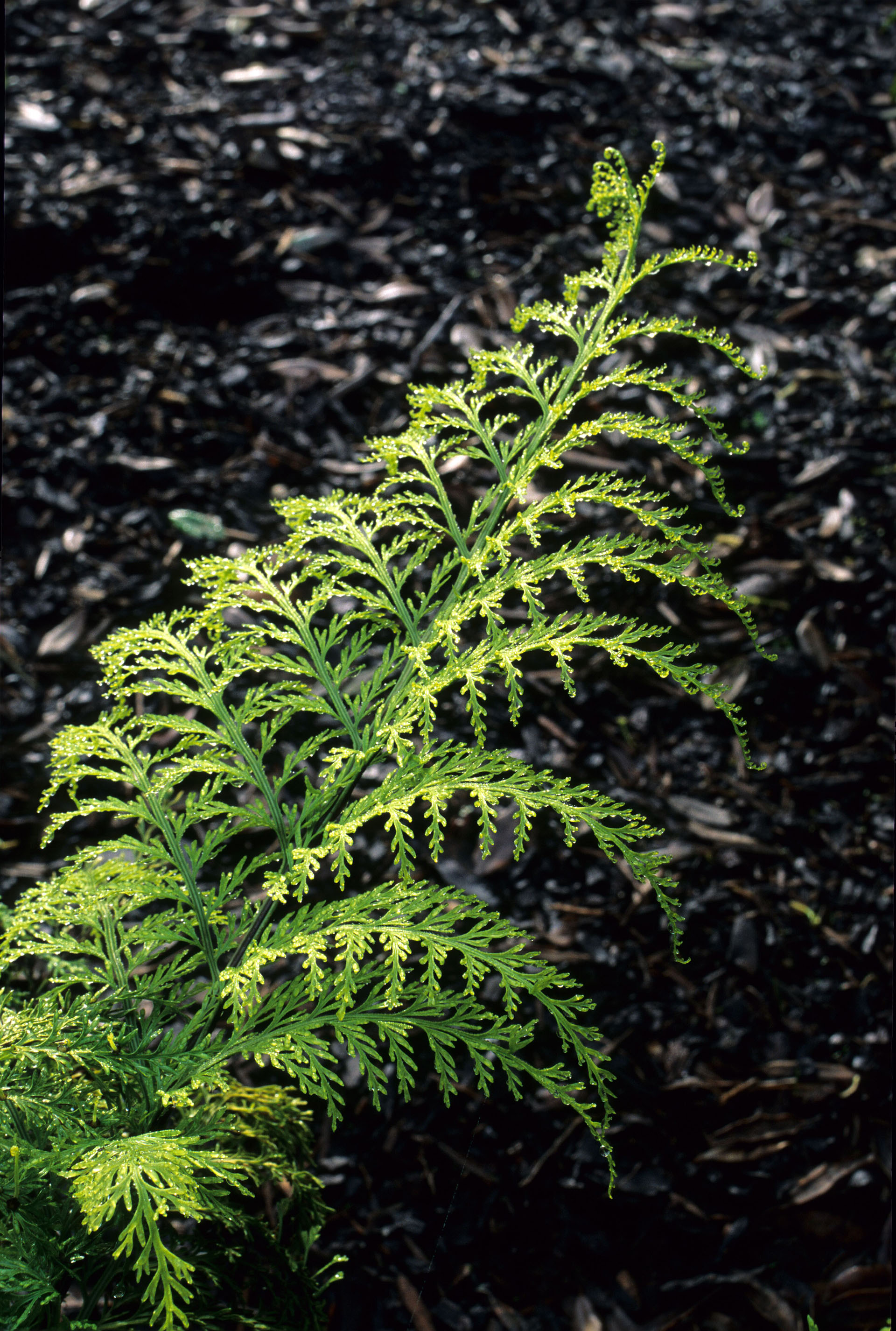 Asplenium bulbiferum