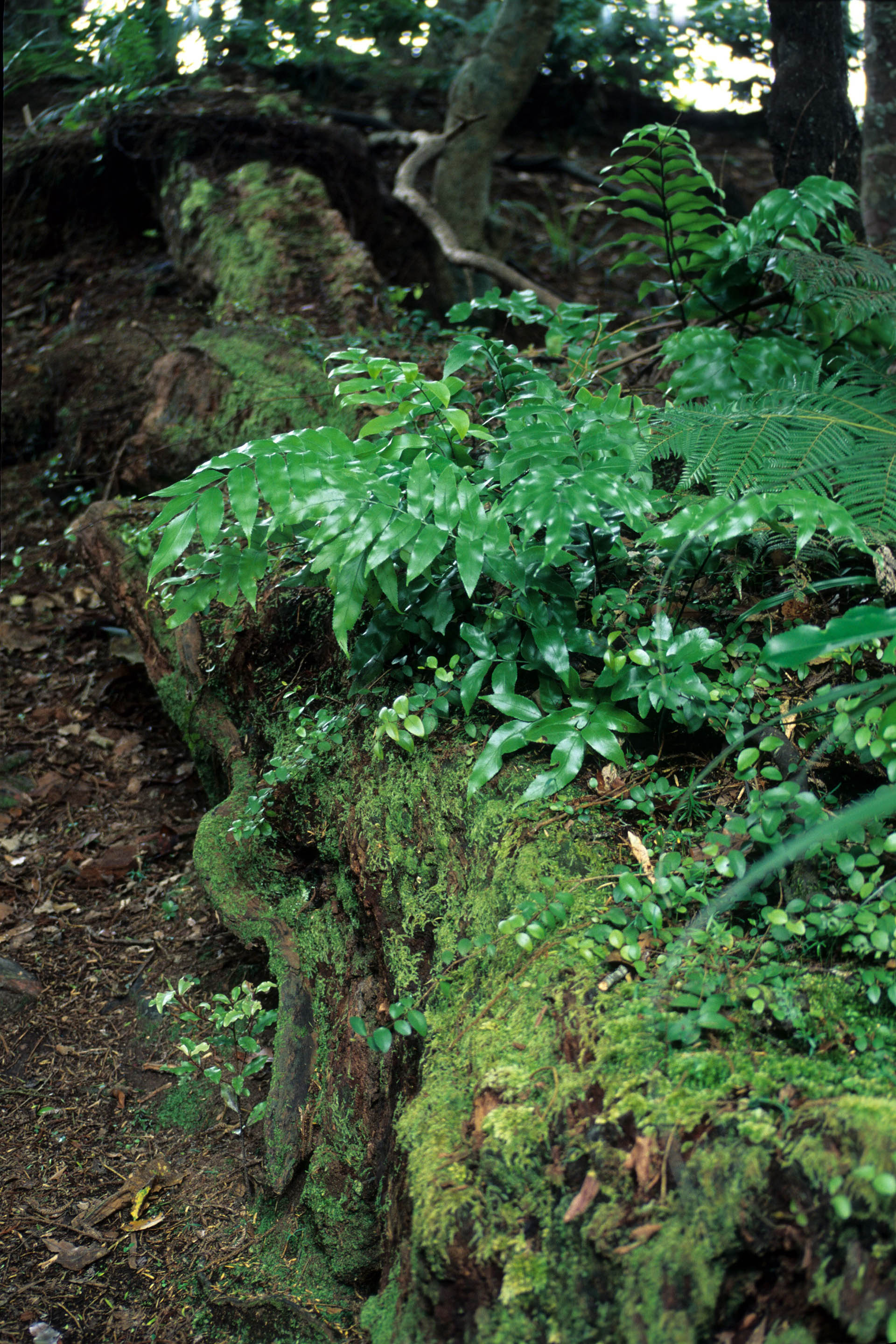 Asplenium oblongifolium