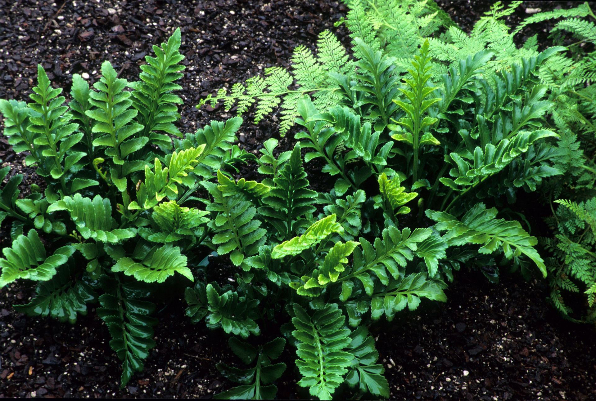 Asplenium obtusatum