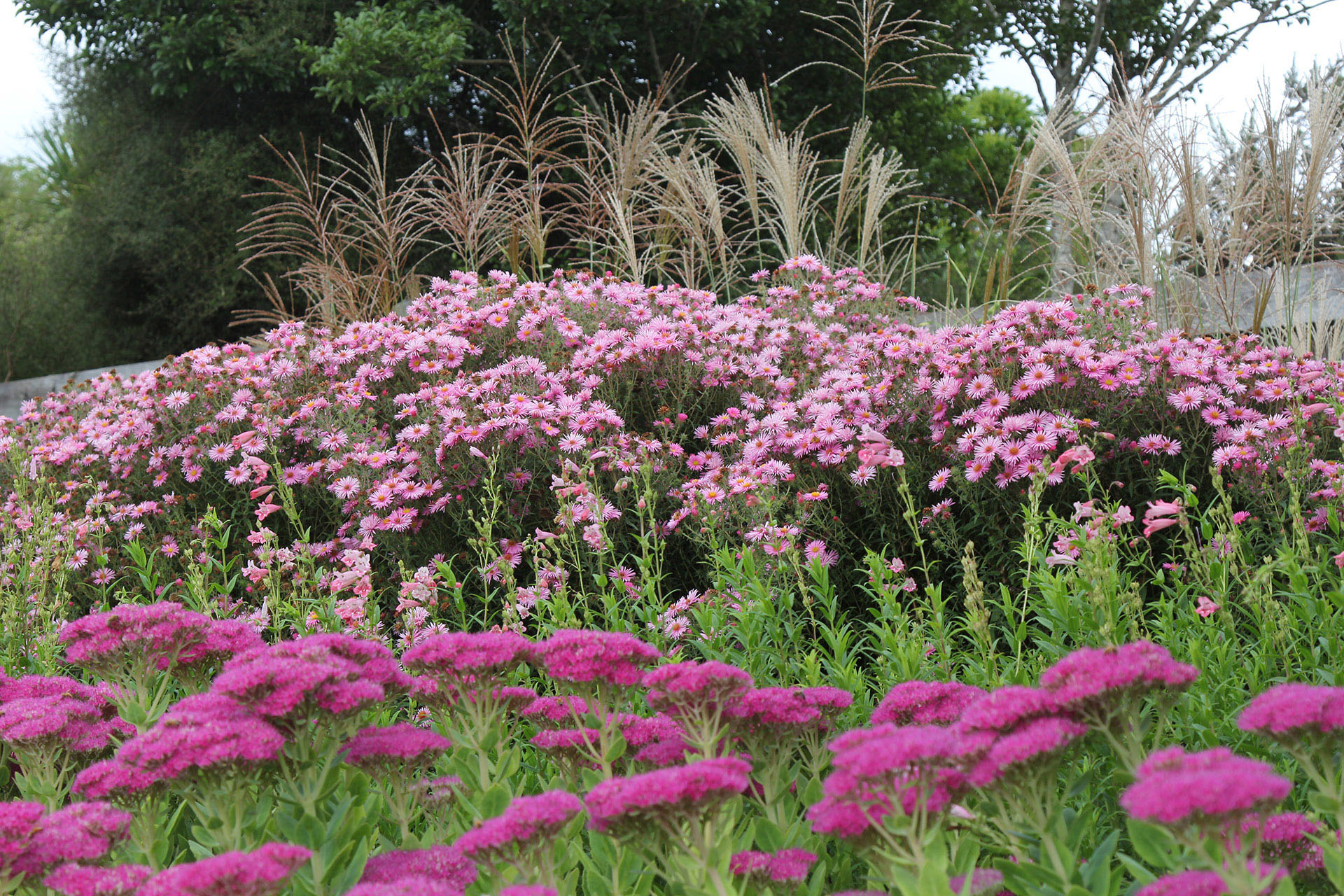 Aster novae-angliae 'Harringtons Pink'