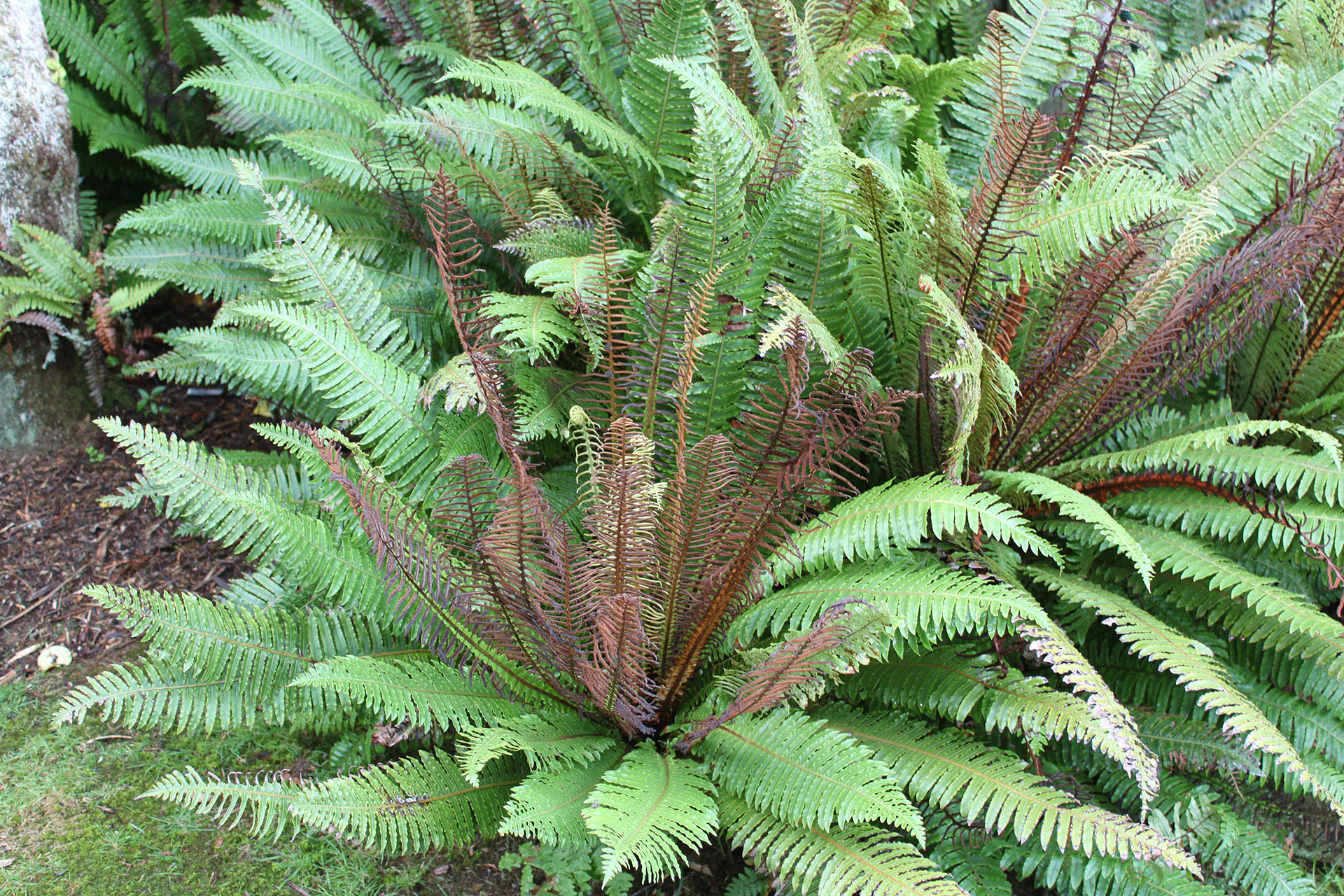 Blechnum discolor