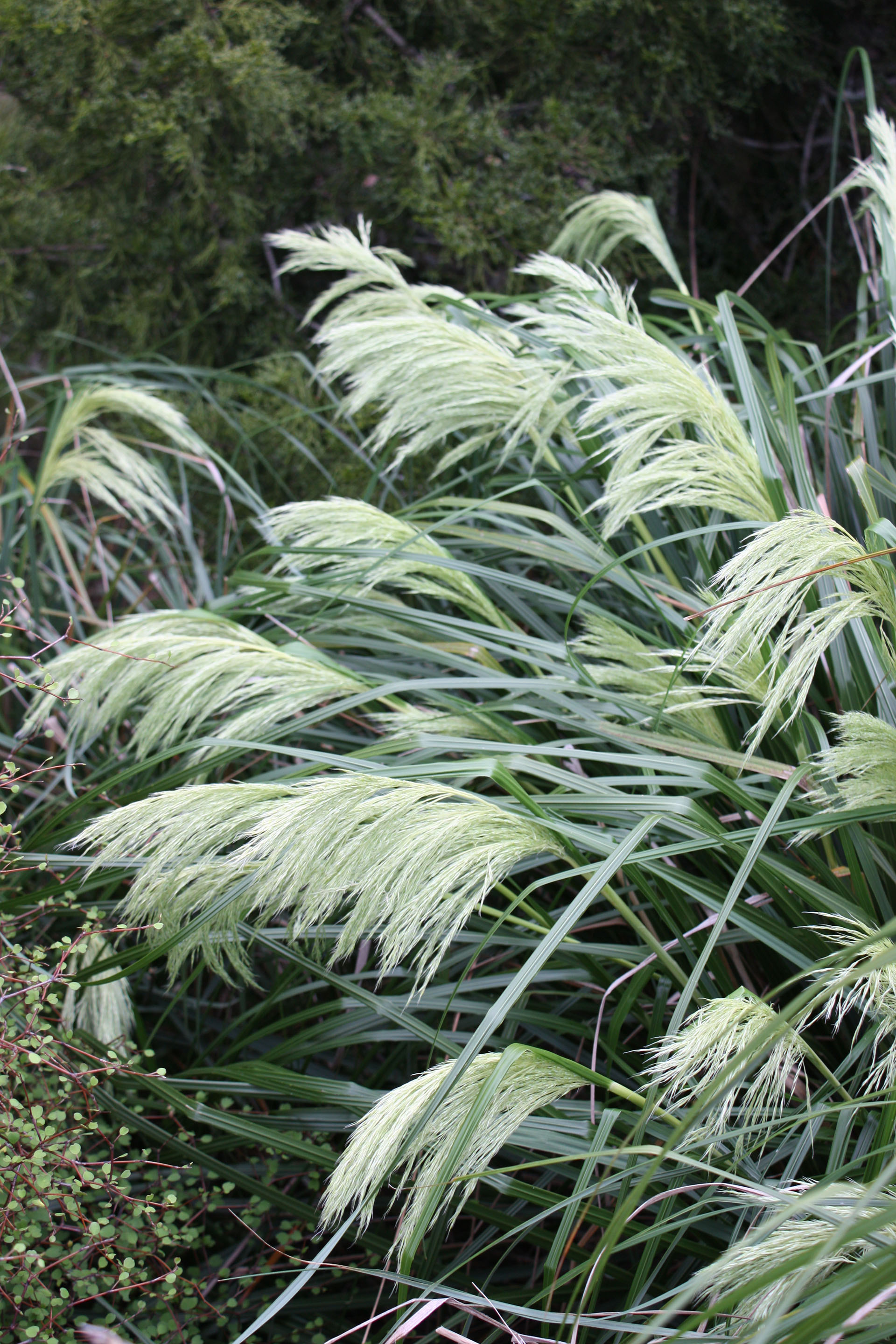 Chionochloa flavicans