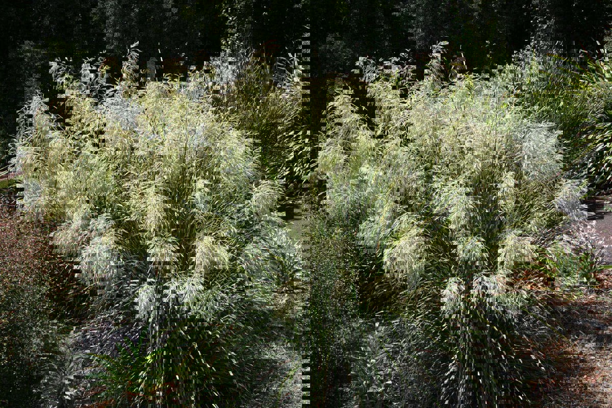 Chionochloa flavicans