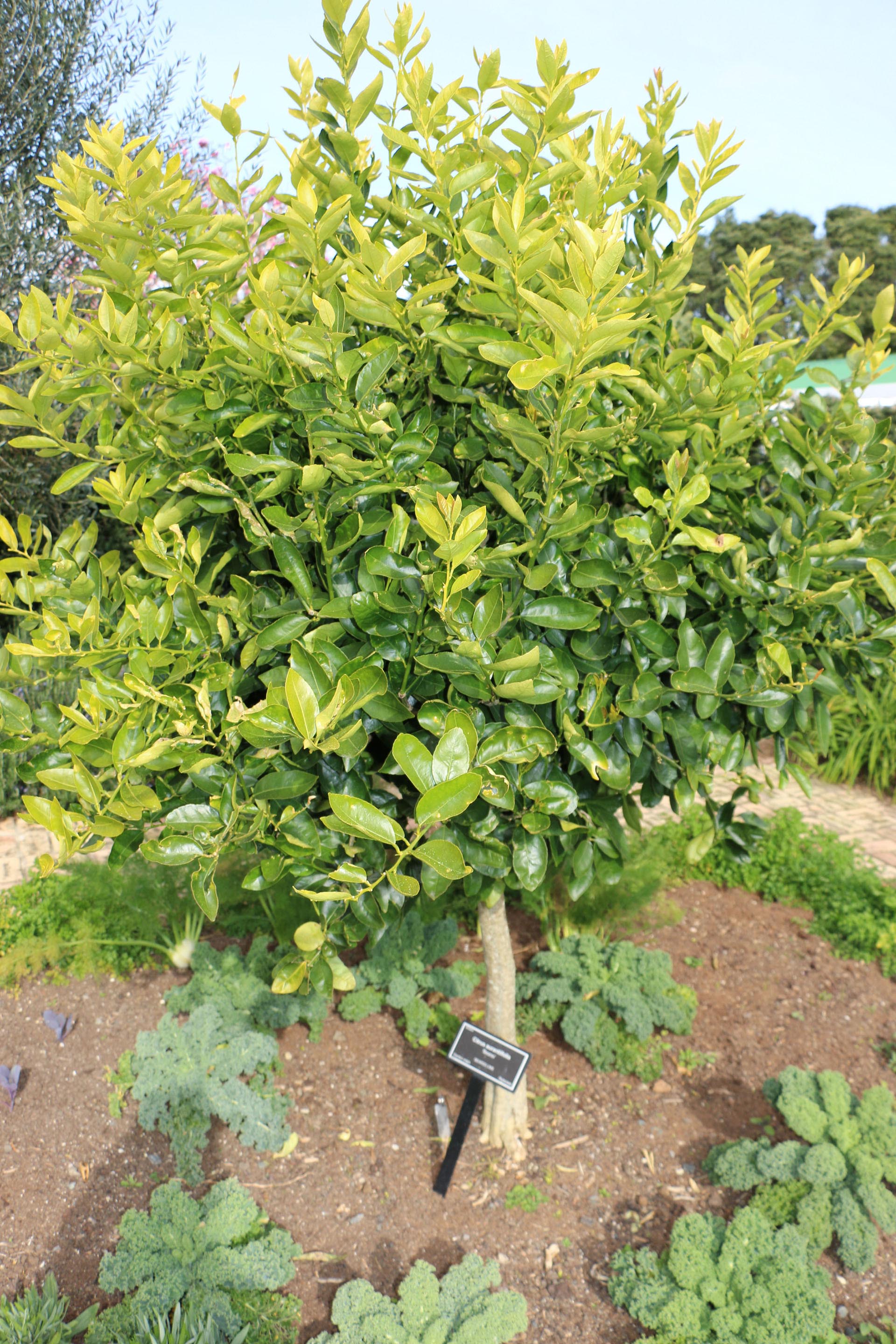 Bearss Lime Tree
