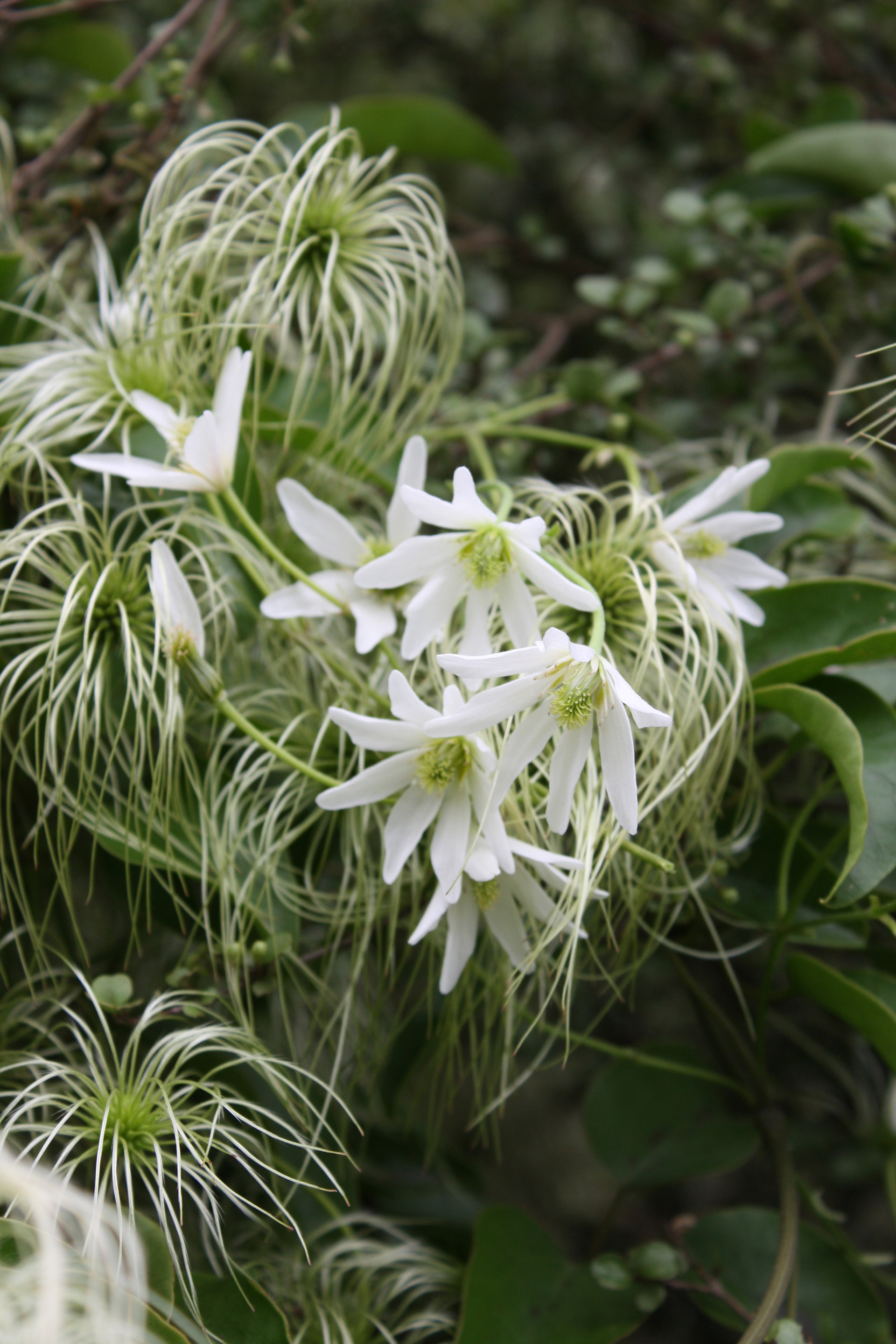 Clematis paniculata