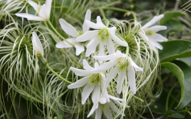 Clematis paniculata