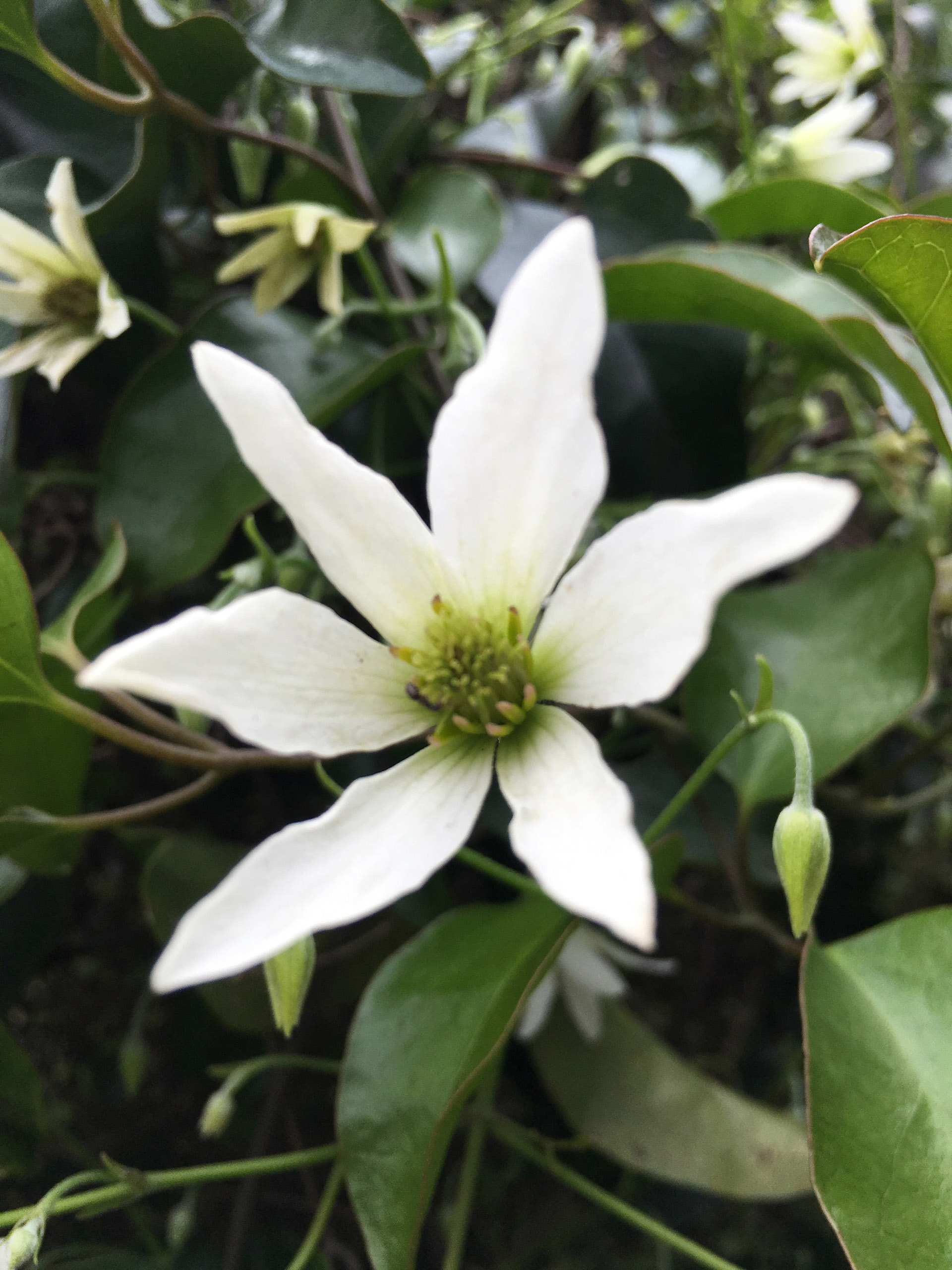 Clematis paniculata