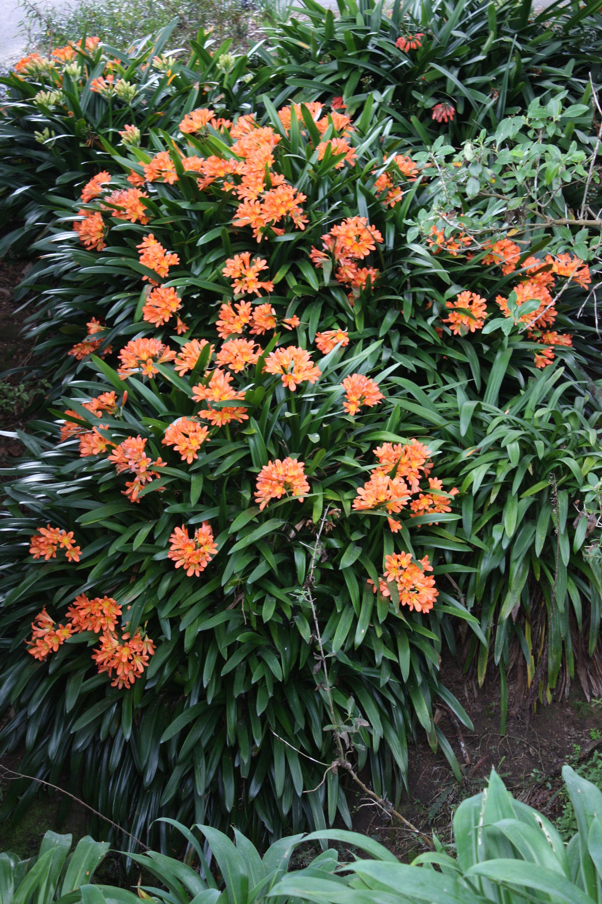 Clivia miniata