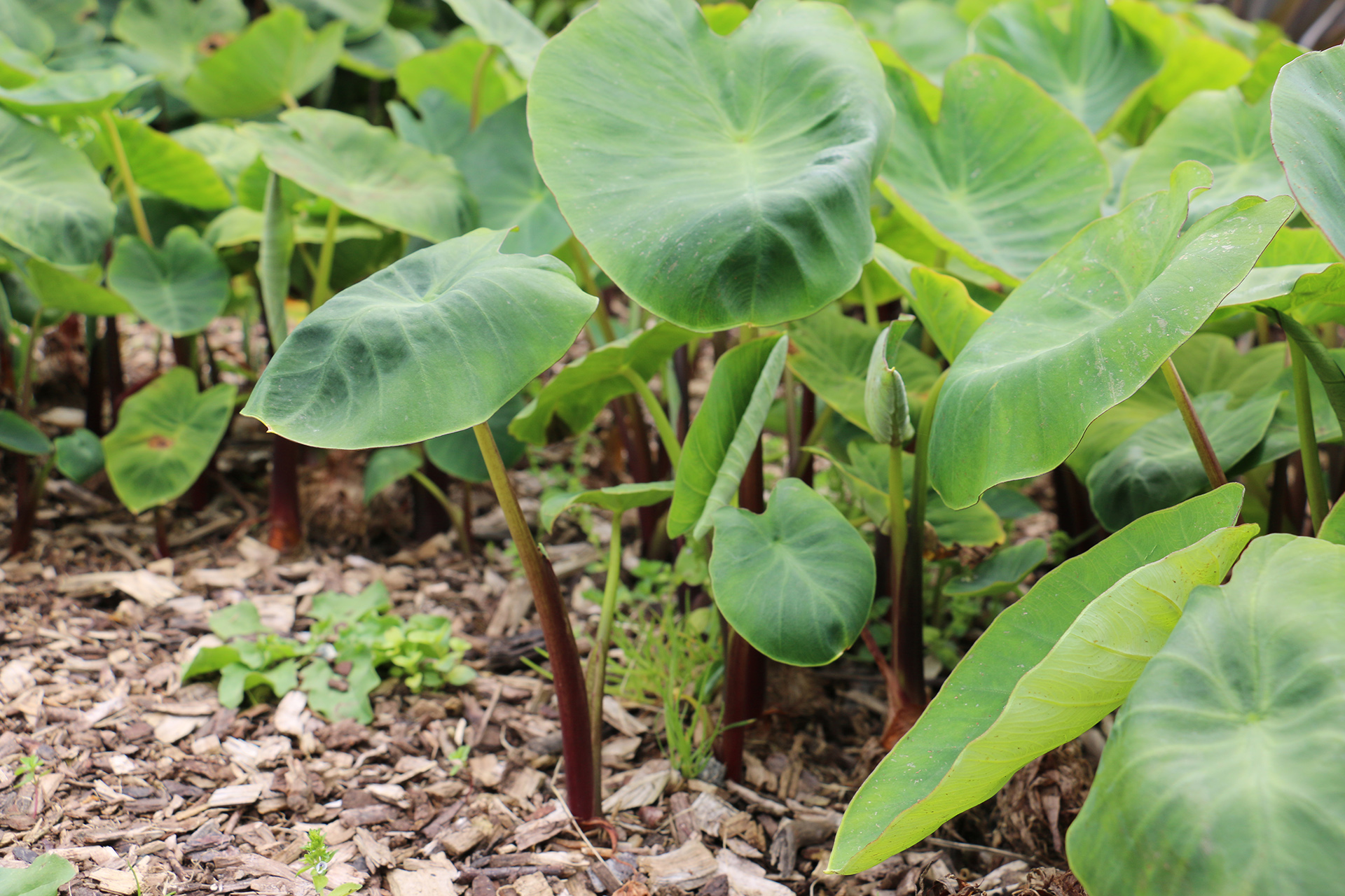 Colocasia esculenta