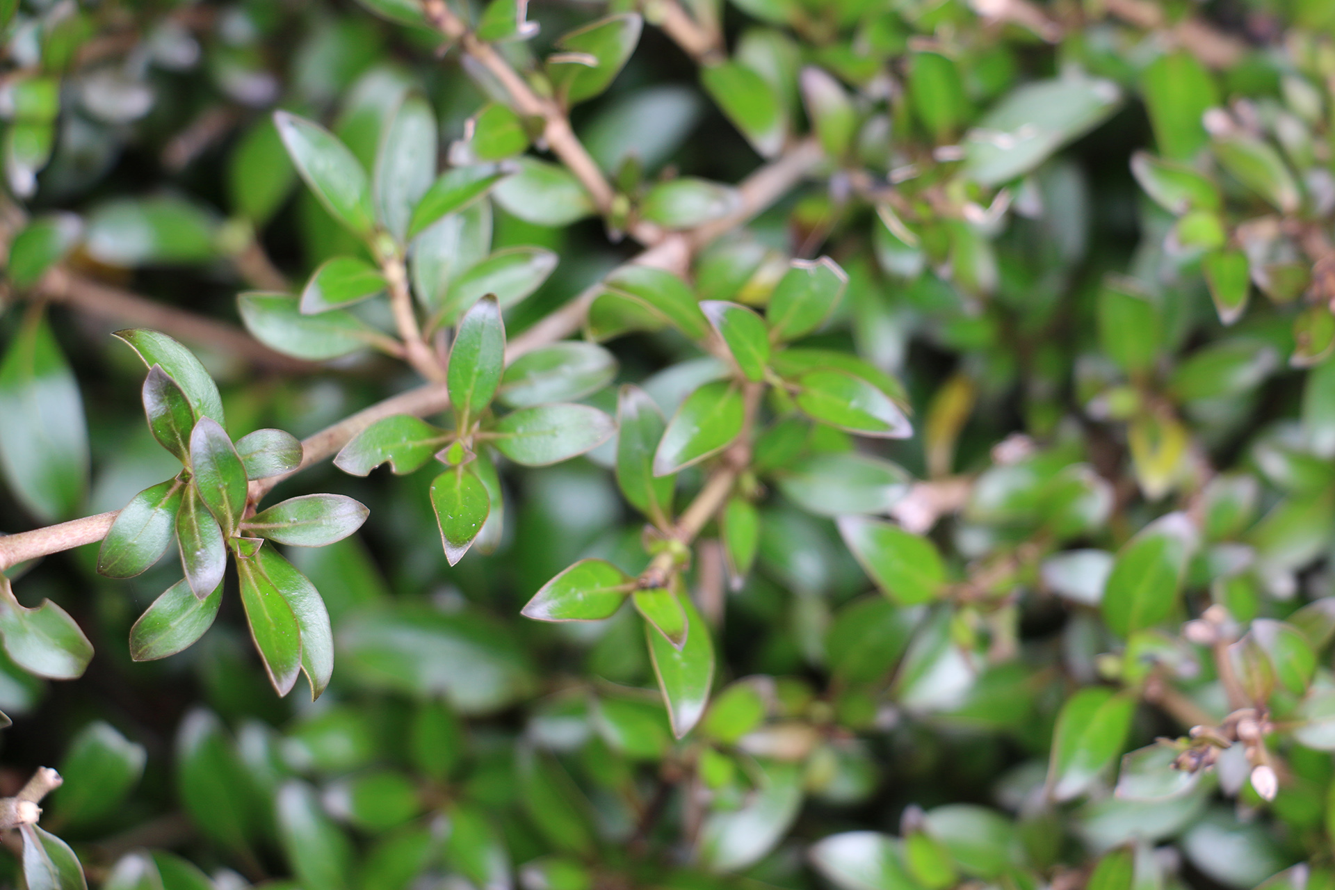 Coprosma 'Black Cloud'