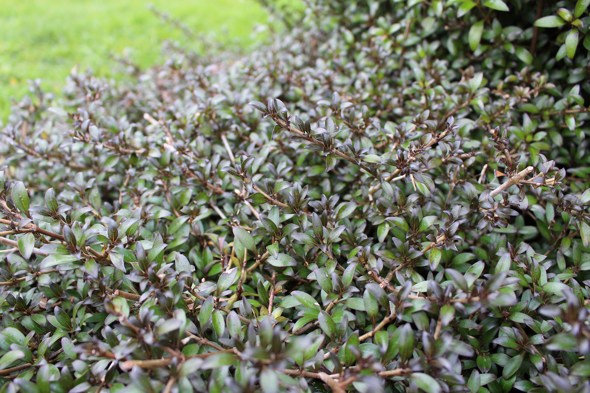 Coprosma 'Black Cloud'