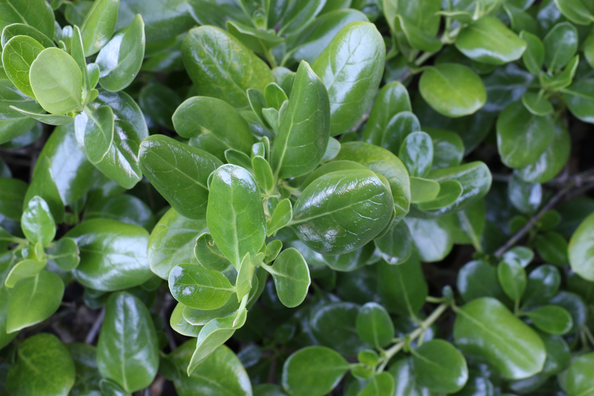 Coprosma repens 'Poor Knights'