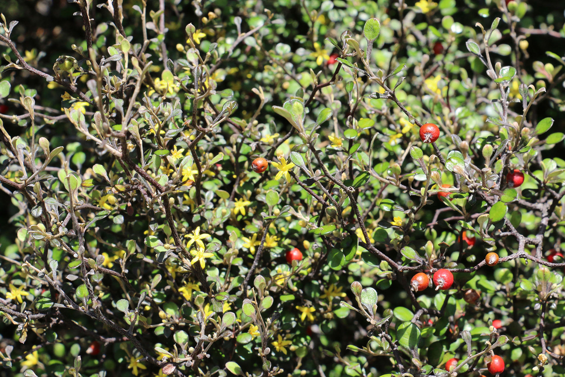 Corokia cotoneaster