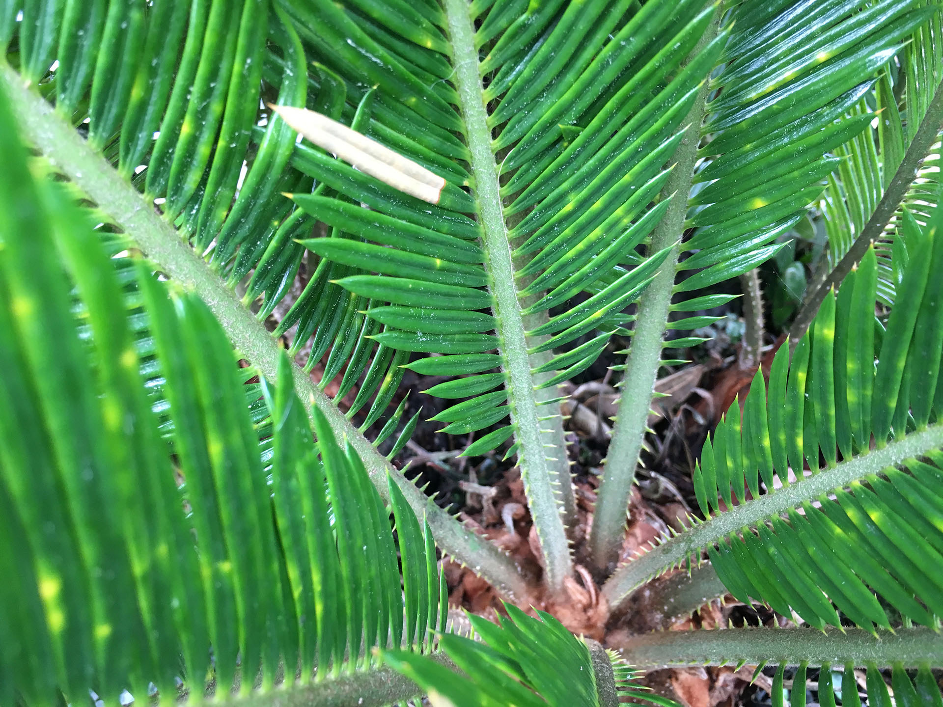 Cycas revoluta