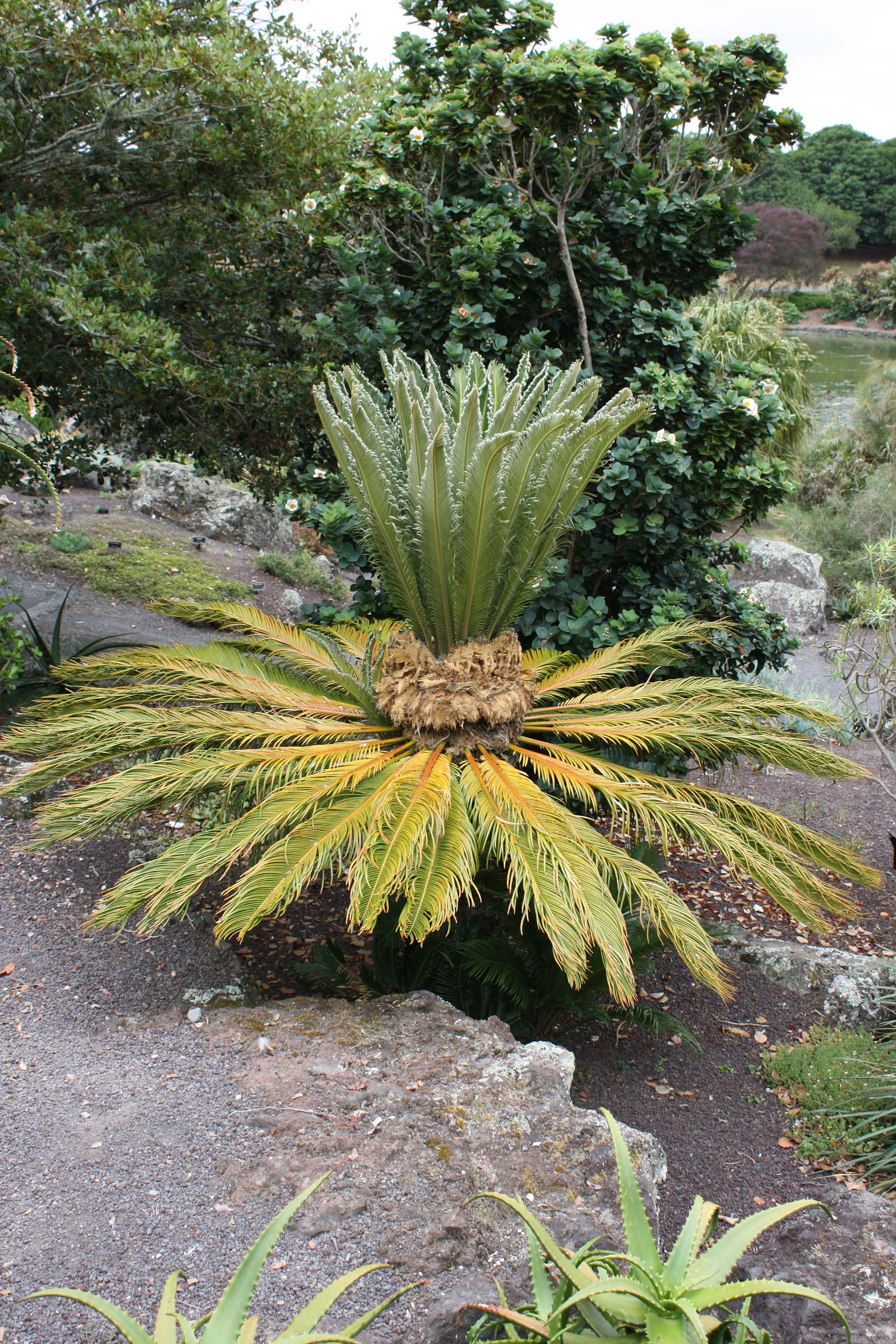 Cycas revoluta
