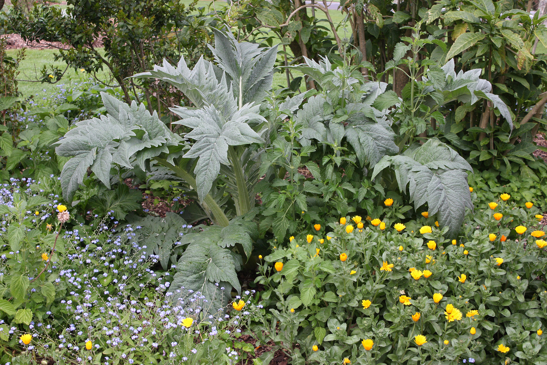 Cynara cardunculus